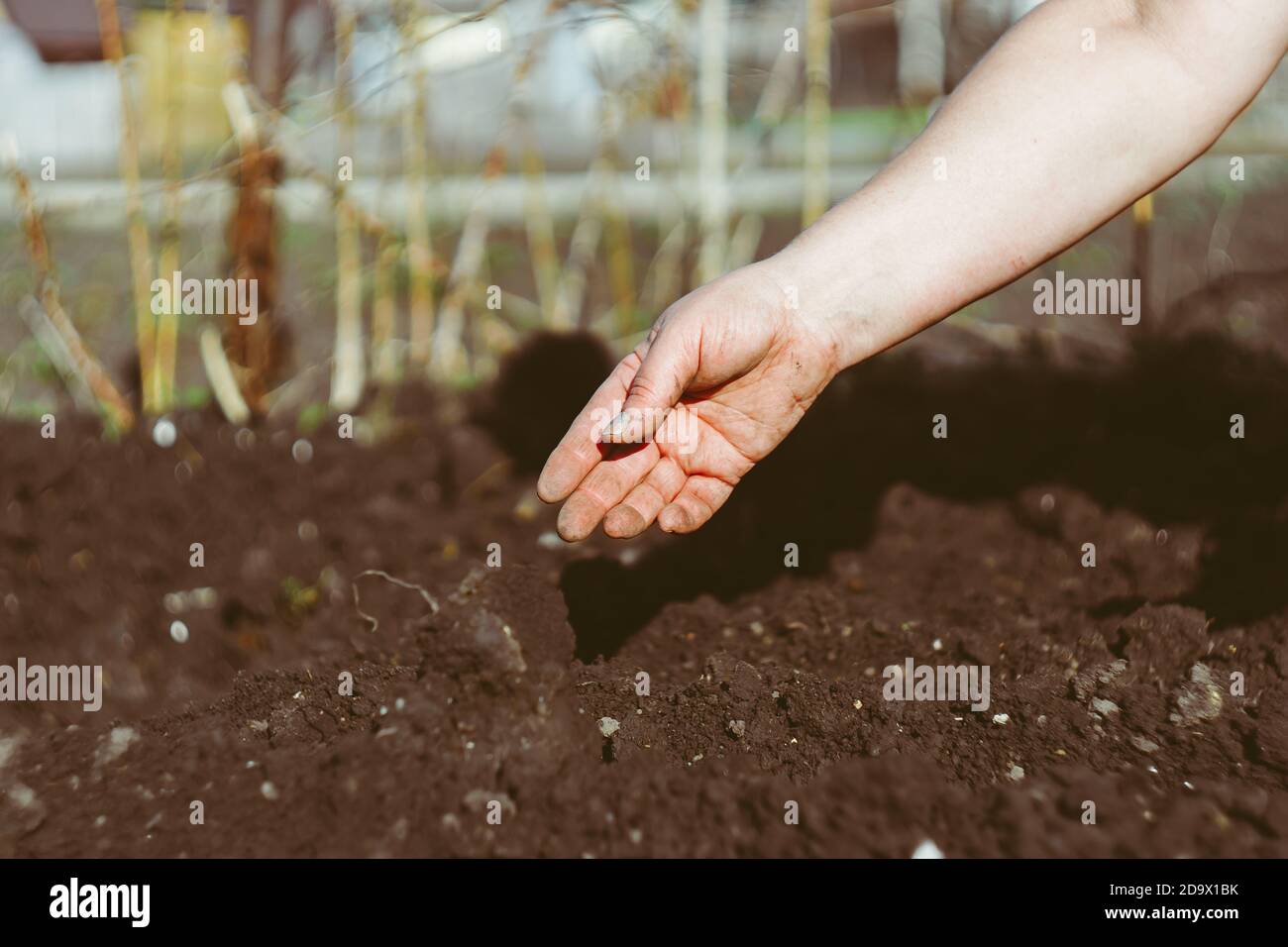 Hand planting corn seed in soil hi-res stock photography and images - Alamy