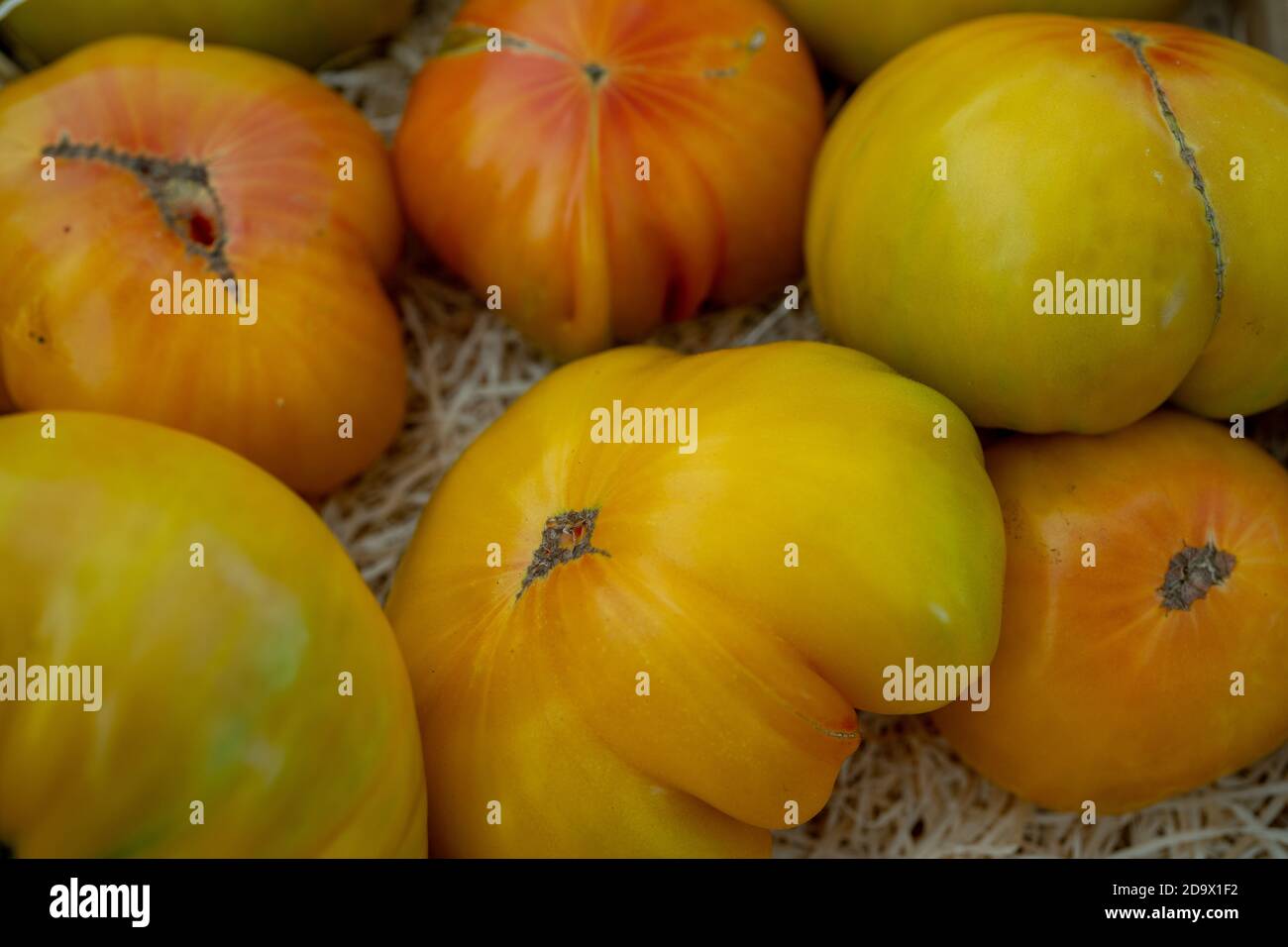 A lot of fresh yellow big tomato background. Vegetables board Stock ...