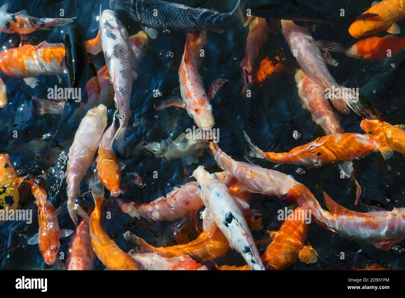 The colorful koi fish farming in ponds Stock Photo - Alamy