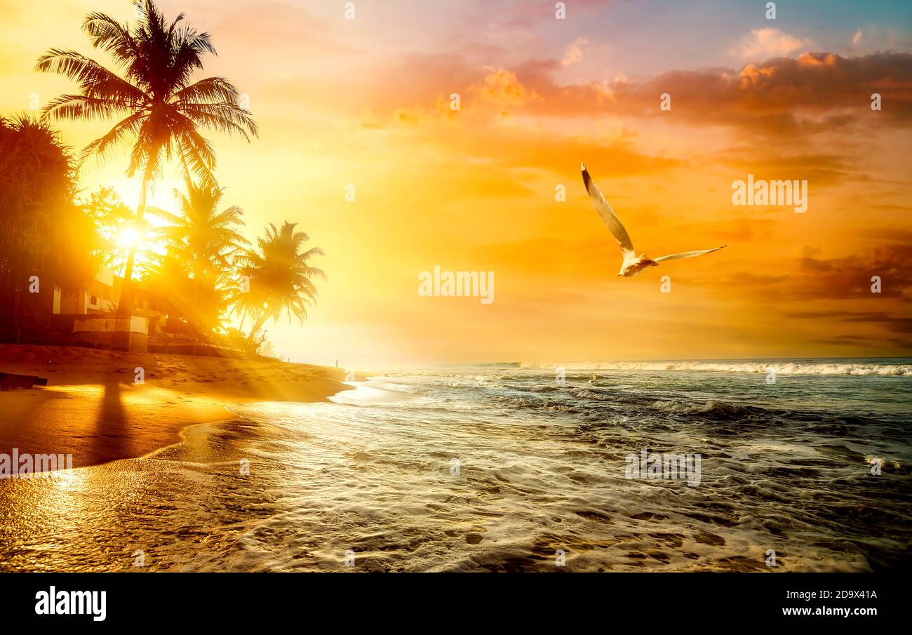 Soft waves of the Indian ocean in Sri Lanka Stock Photo - Alamy