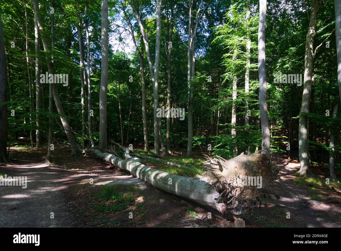 Jasmund National Park: beech (Fagus) forest, fallen tree, Ostsee ...
