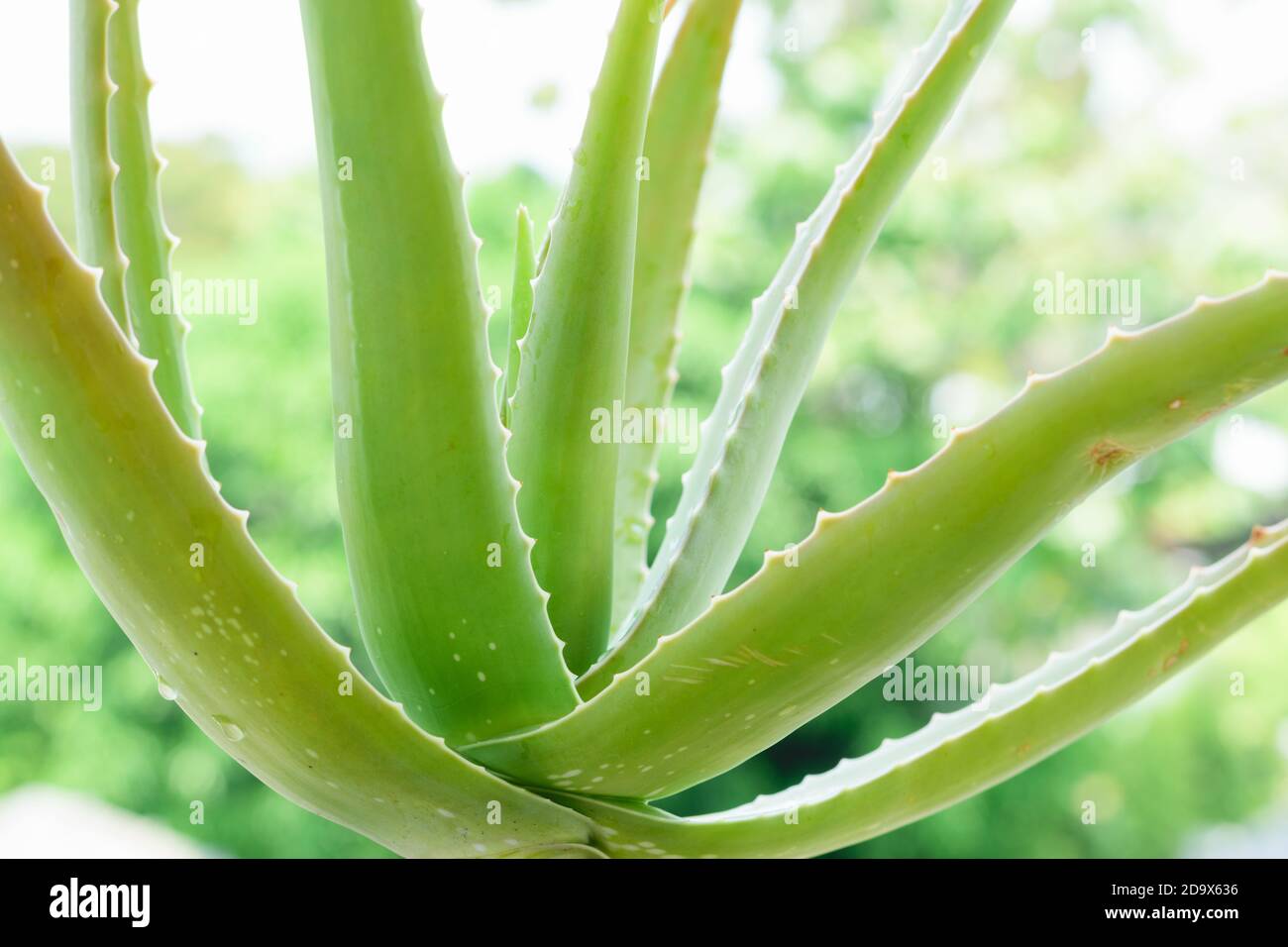 Closeup of the stem of aloe vera,Aloe vera is a plant with many ...