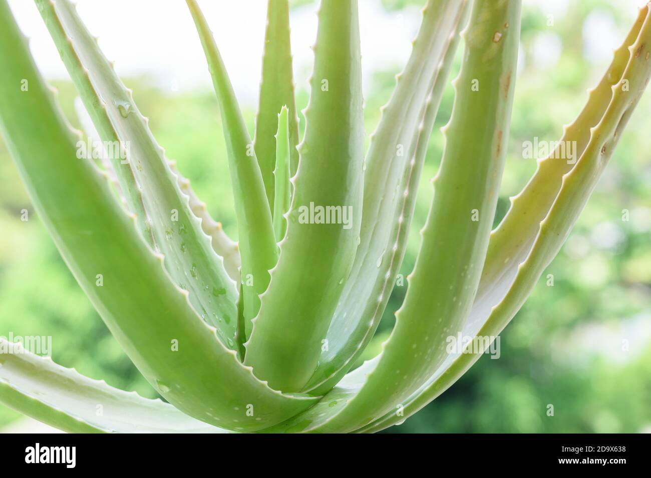 Closeup of the stem of aloe vera,Aloe vera is a plant with many ...