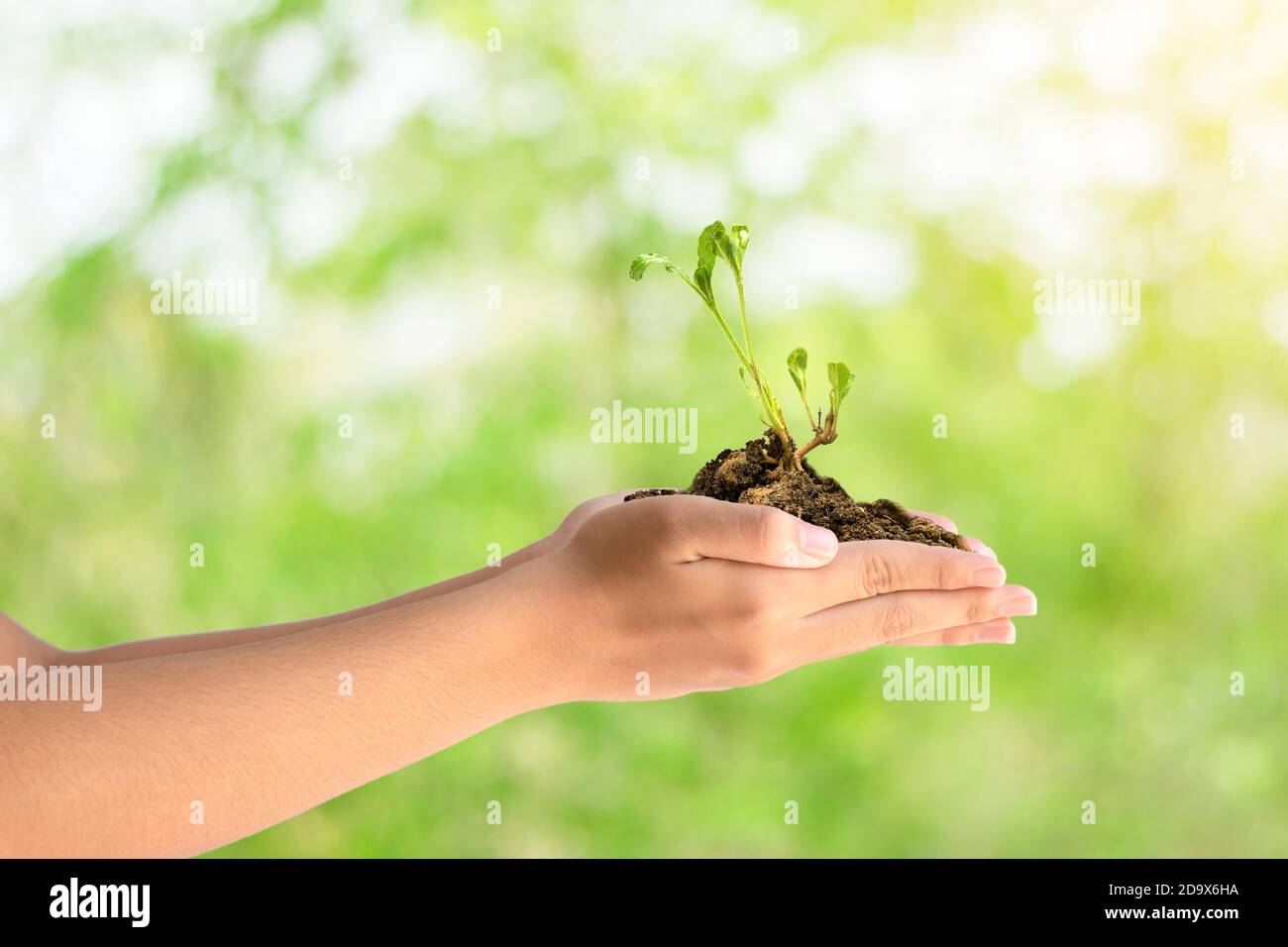 Closeup of two hands holding young plant on a beautiful color ...