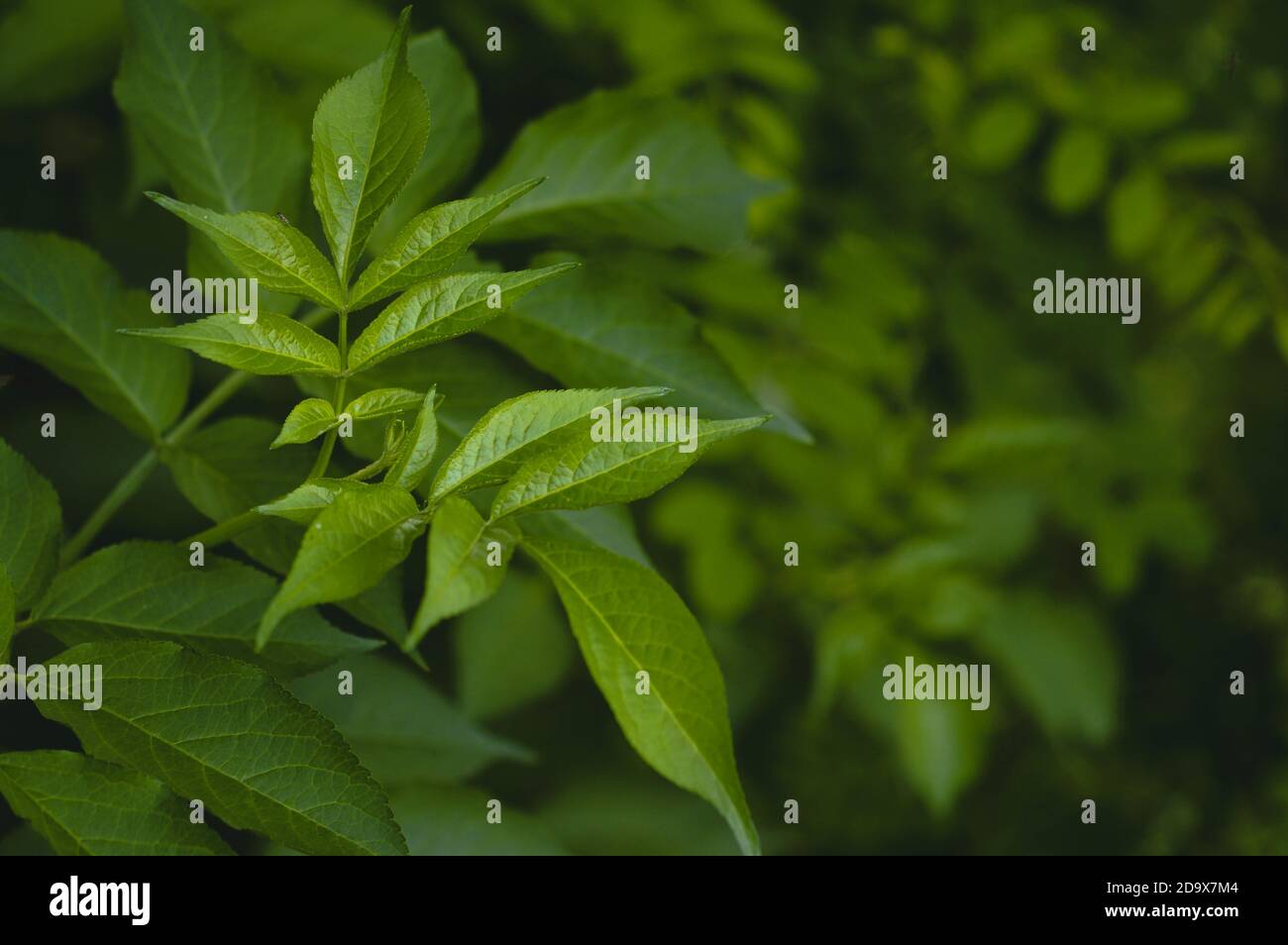 Closeup of lush green foliage on the trees, texture for wallpaper or ...