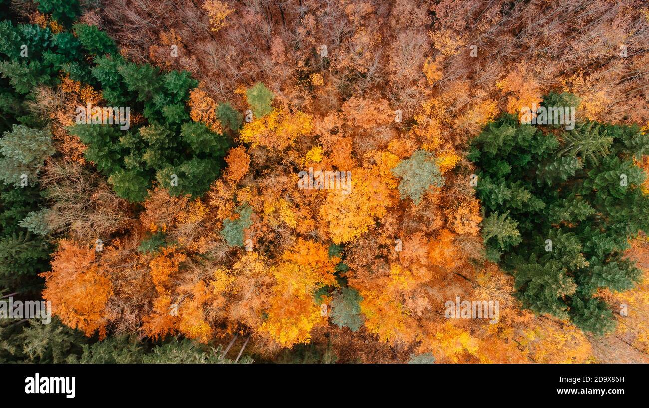 Fall forest landscape view from above. Colorful nature background ...