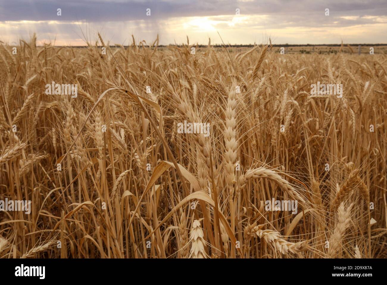 Shot from a wheat field Stock Photo - Alamy