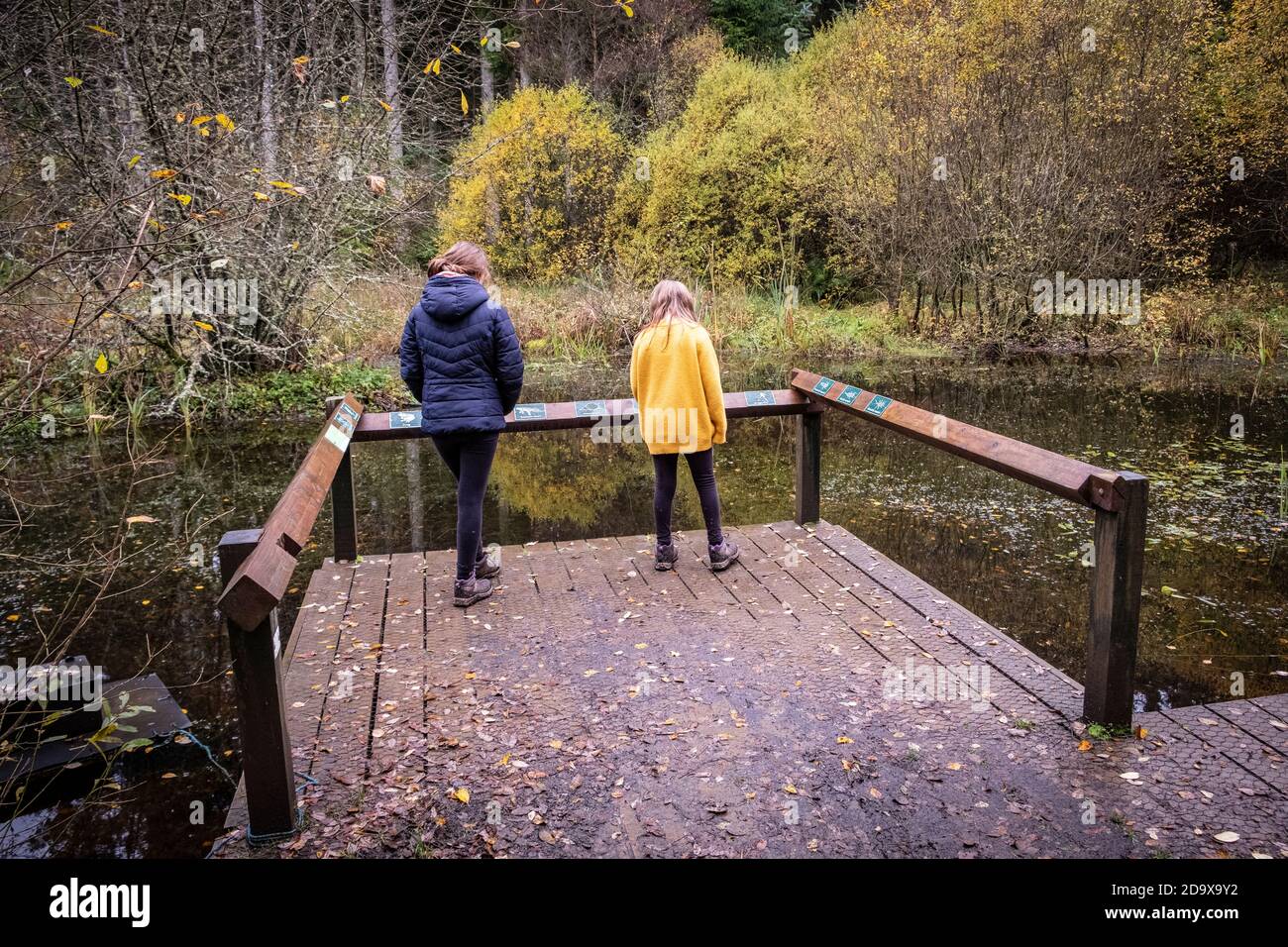 Kielder Forest and Water Park, Northumberland, England, UK Stock Photo ...