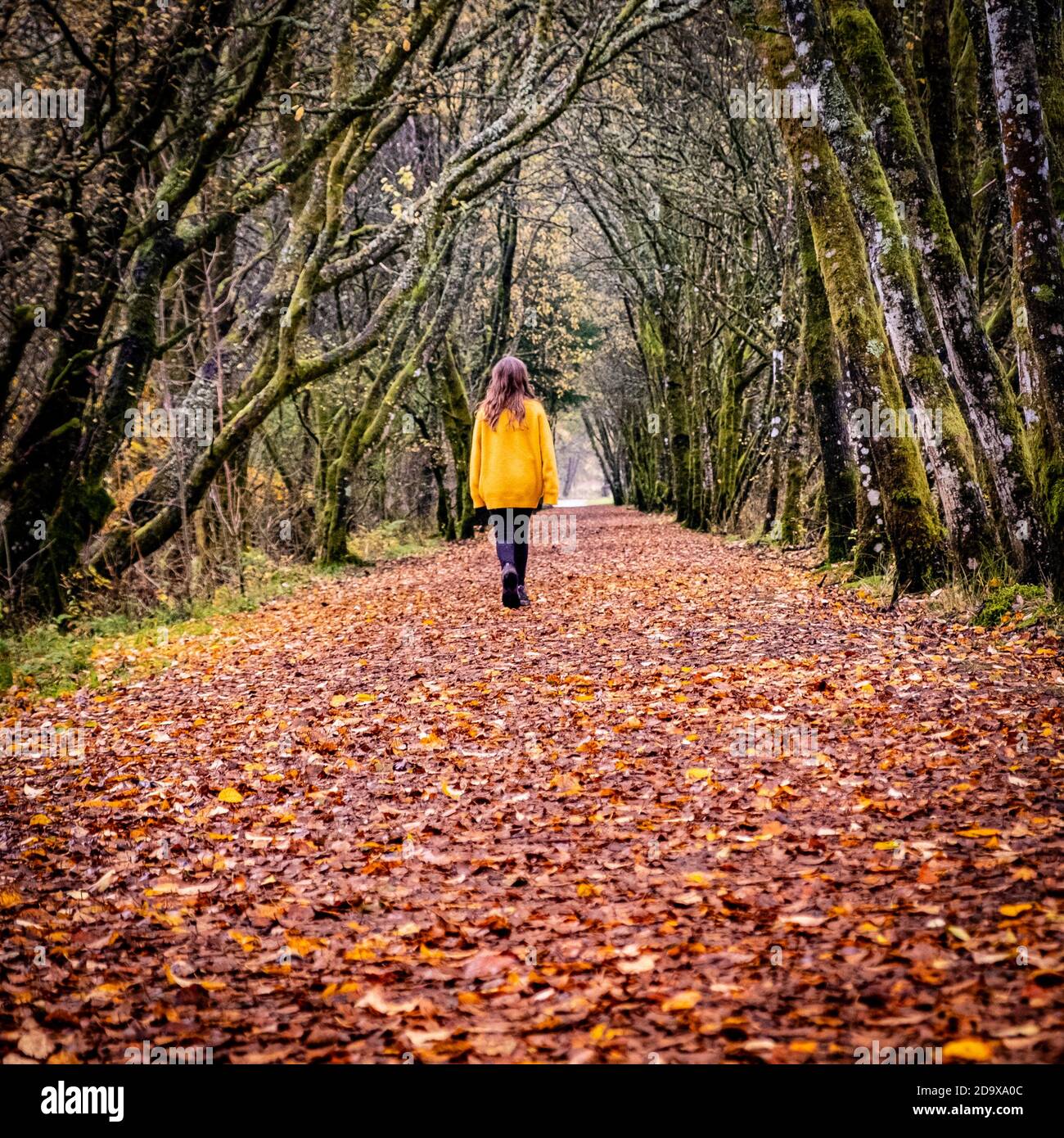 Kielder Forest and Water Park, Northumberland, England, UK Stock Photo ...