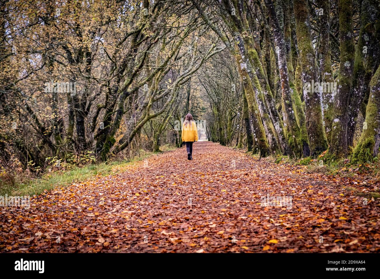 Kielder Forest and Water Park, Northumberland, England, UK Stock Photo ...