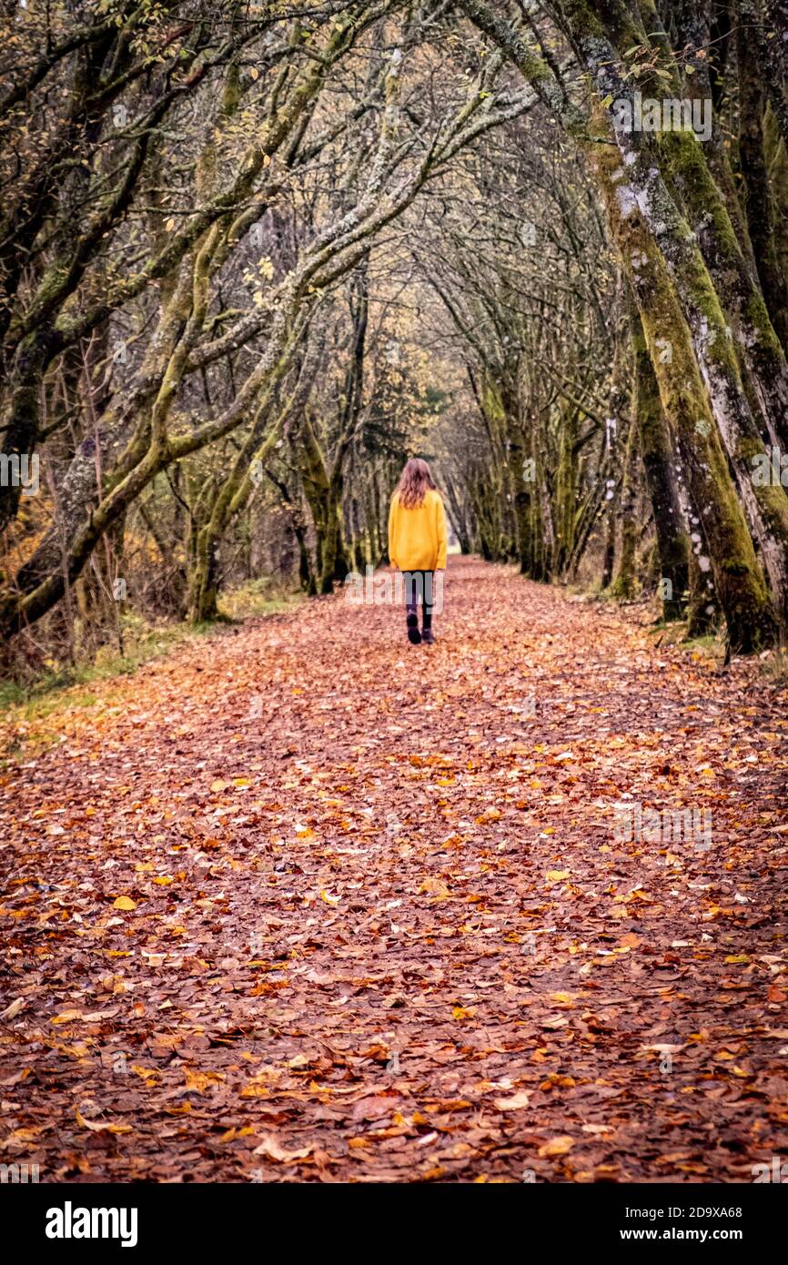 Kielder Forest and Water Park, Northumberland, England, UK Stock Photo ...