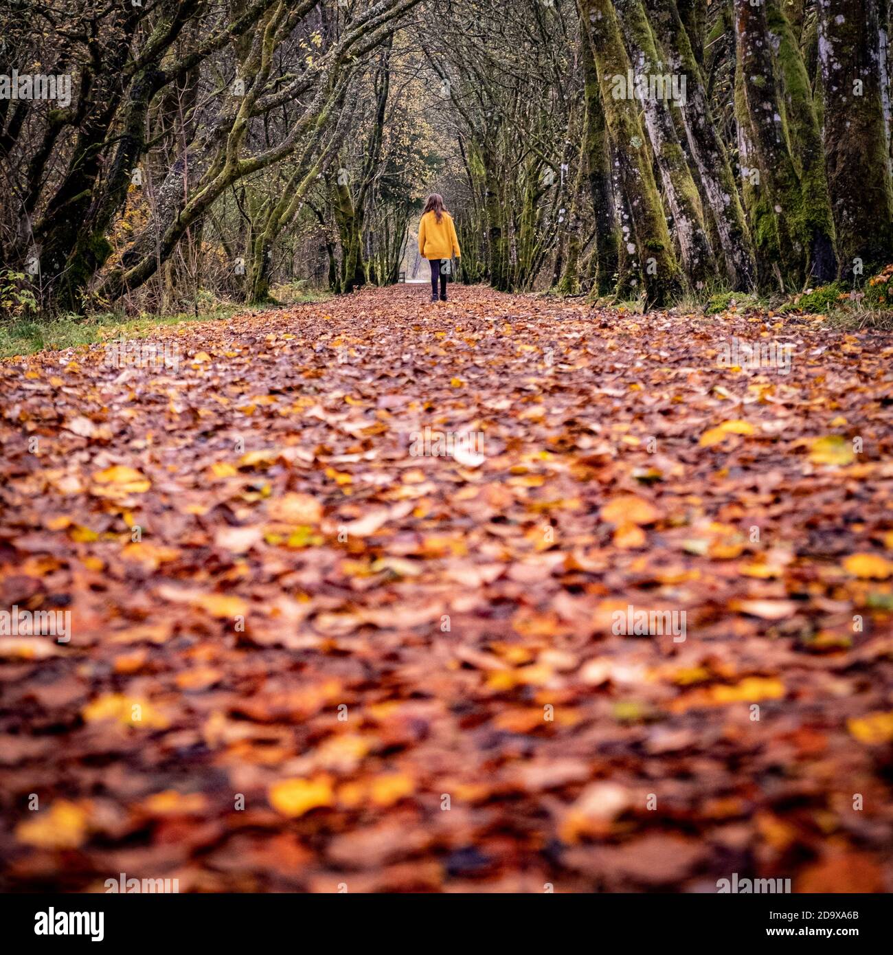 Kielder Forest and Water Park, Northumberland, England, UK Stock Photo ...