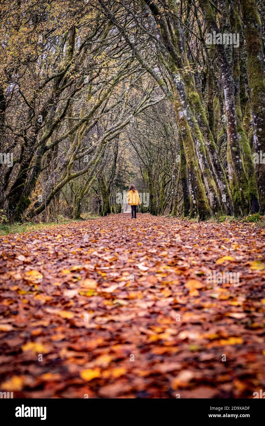 Kielder Forest and Water Park, Northumberland, England, UK Stock Photo ...