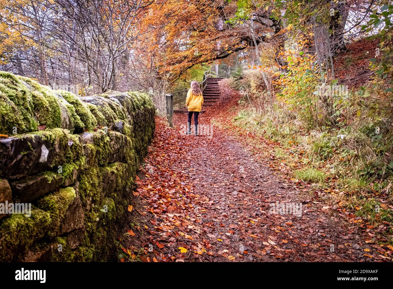Kielder Forest and Water Park, Northumberland, England, UK Stock Photo ...