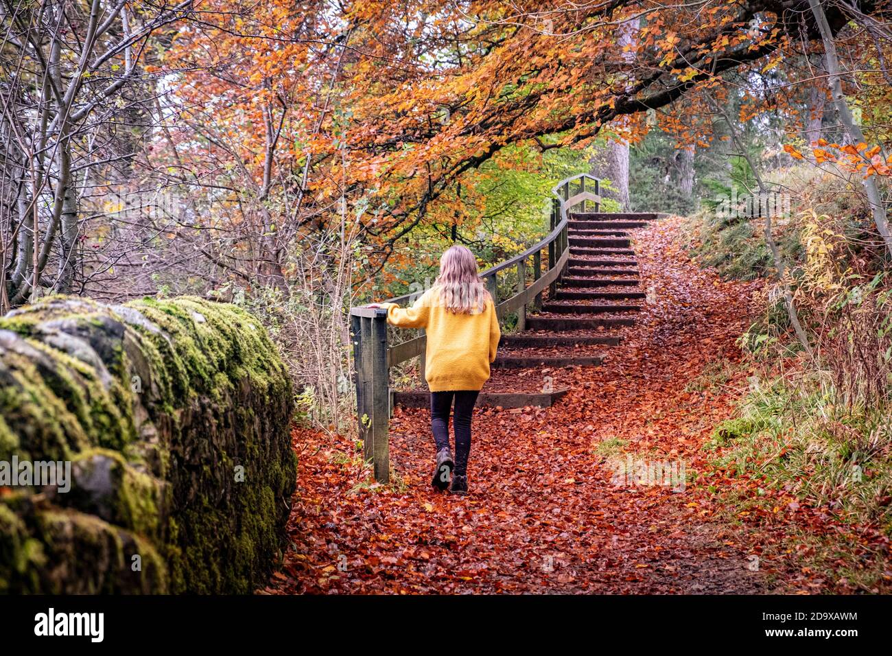 Kielder Forest and Water Park, Northumberland, England, UK Stock Photo ...