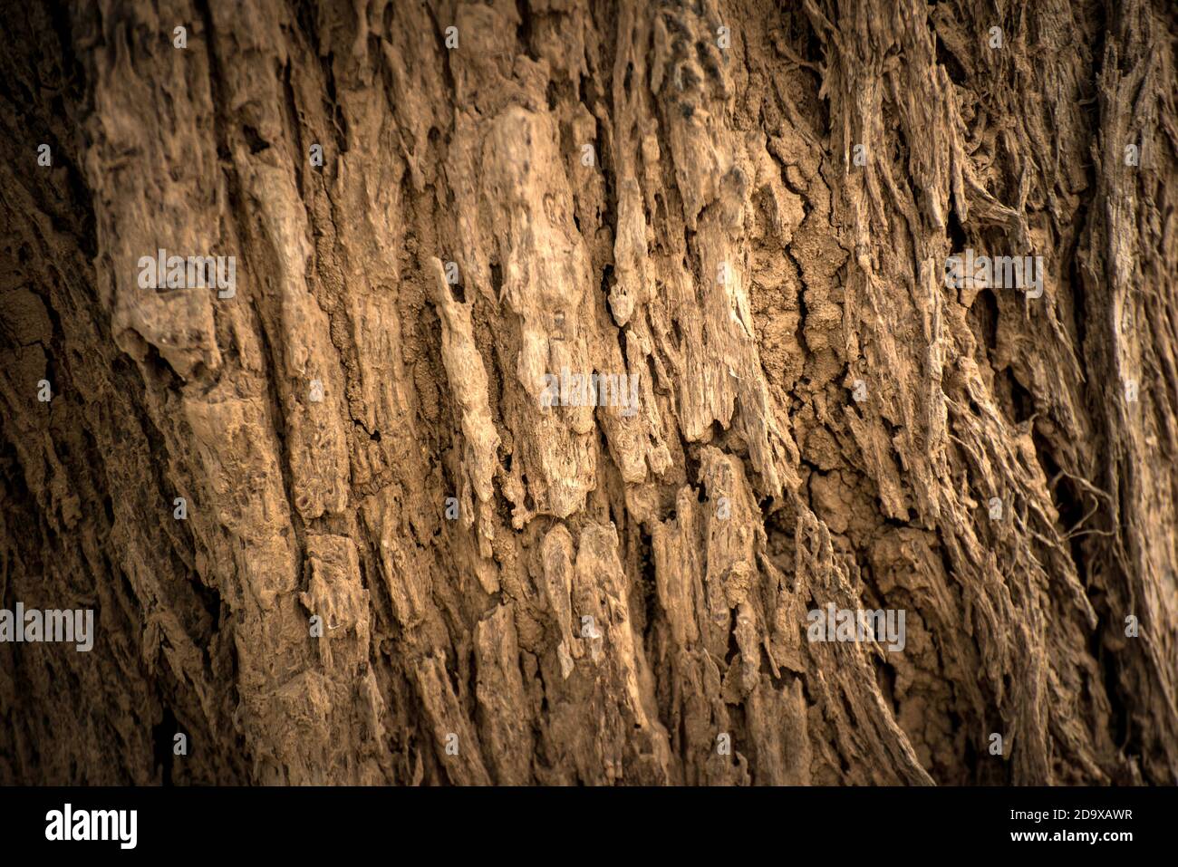 Rough tree trunk hi-res stock photography and images - Alamy