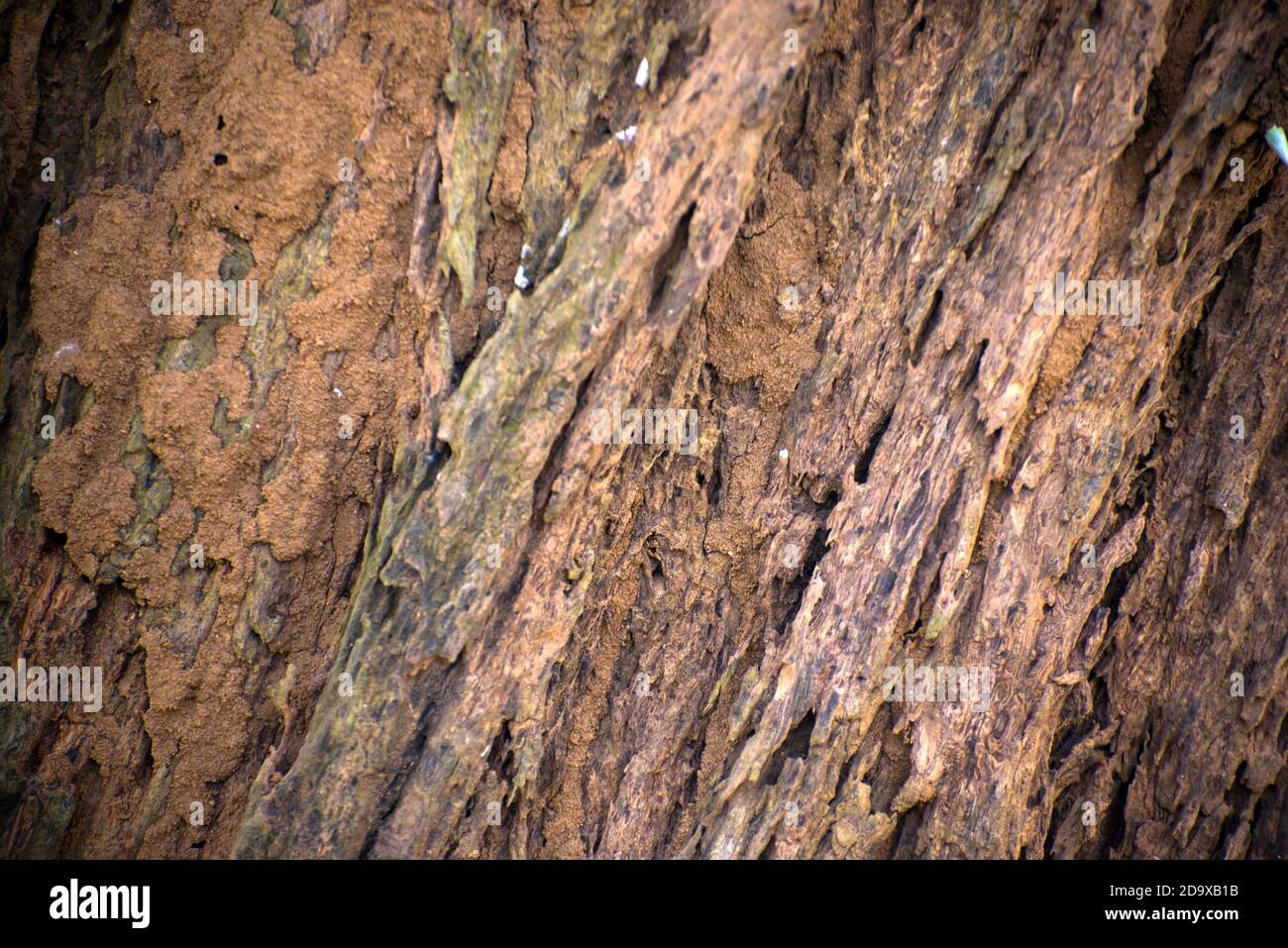 Rough tree trunk hi-res stock photography and images - Alamy