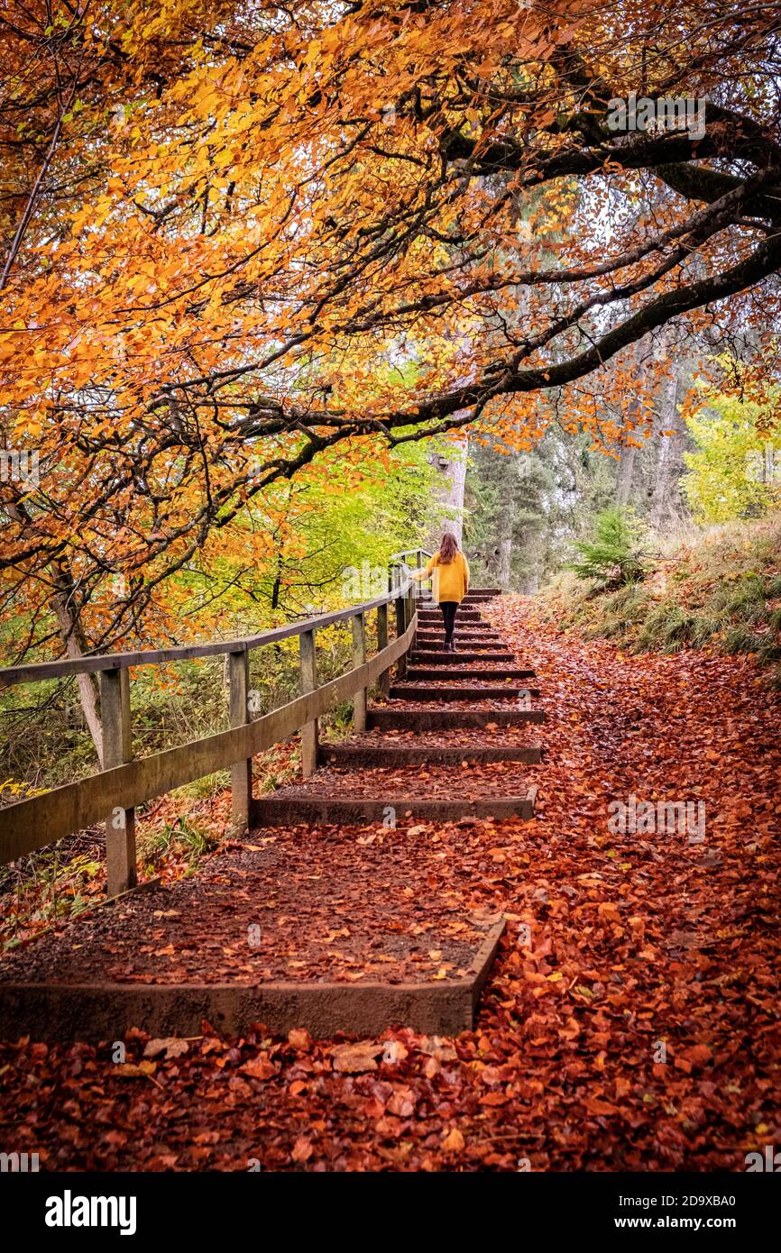 Kielder Forest and Water Park, Northumberland, England, UK Stock Photo ...