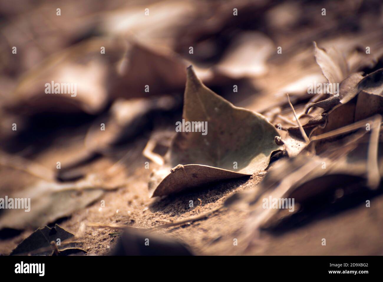 Dry leaves on the ground, there are dry leaves falling from the tree ...