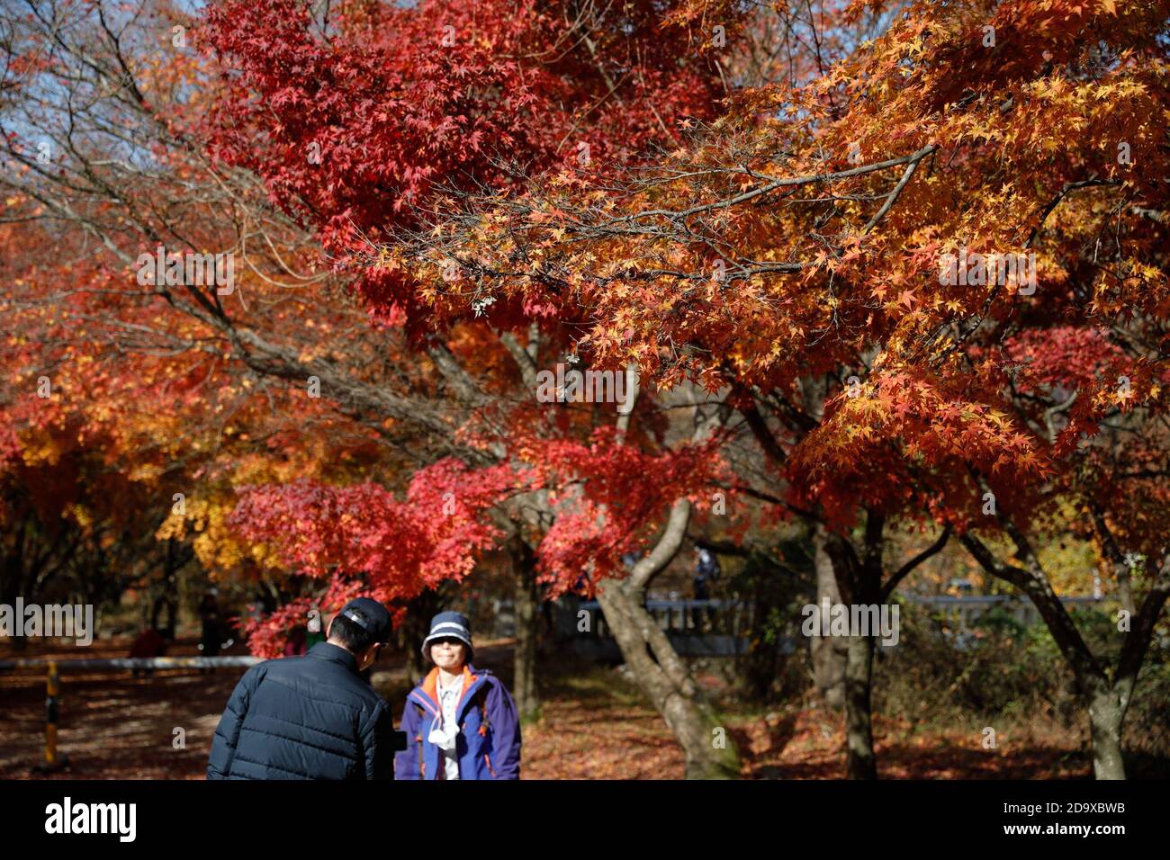 Jeongeup, South Korea. 8th Nov, 2020. A woman poses for pictures near ...