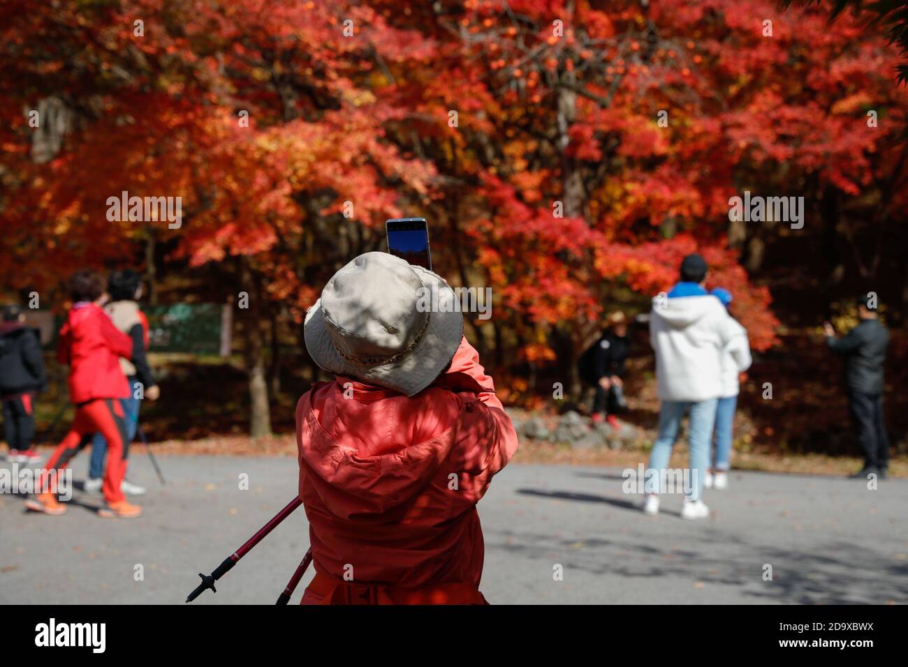 Jeongeup, South Korea. 8th Nov, 2020. A woman takes pictures near maple ...