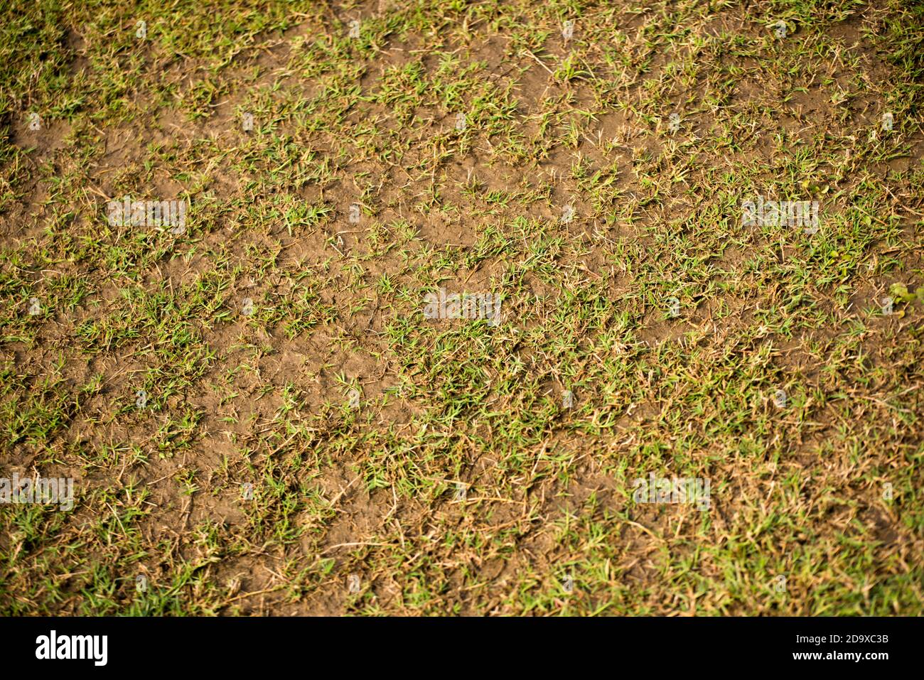 Cricket pitch texture background of soil favorite for fast bowler Stock ...