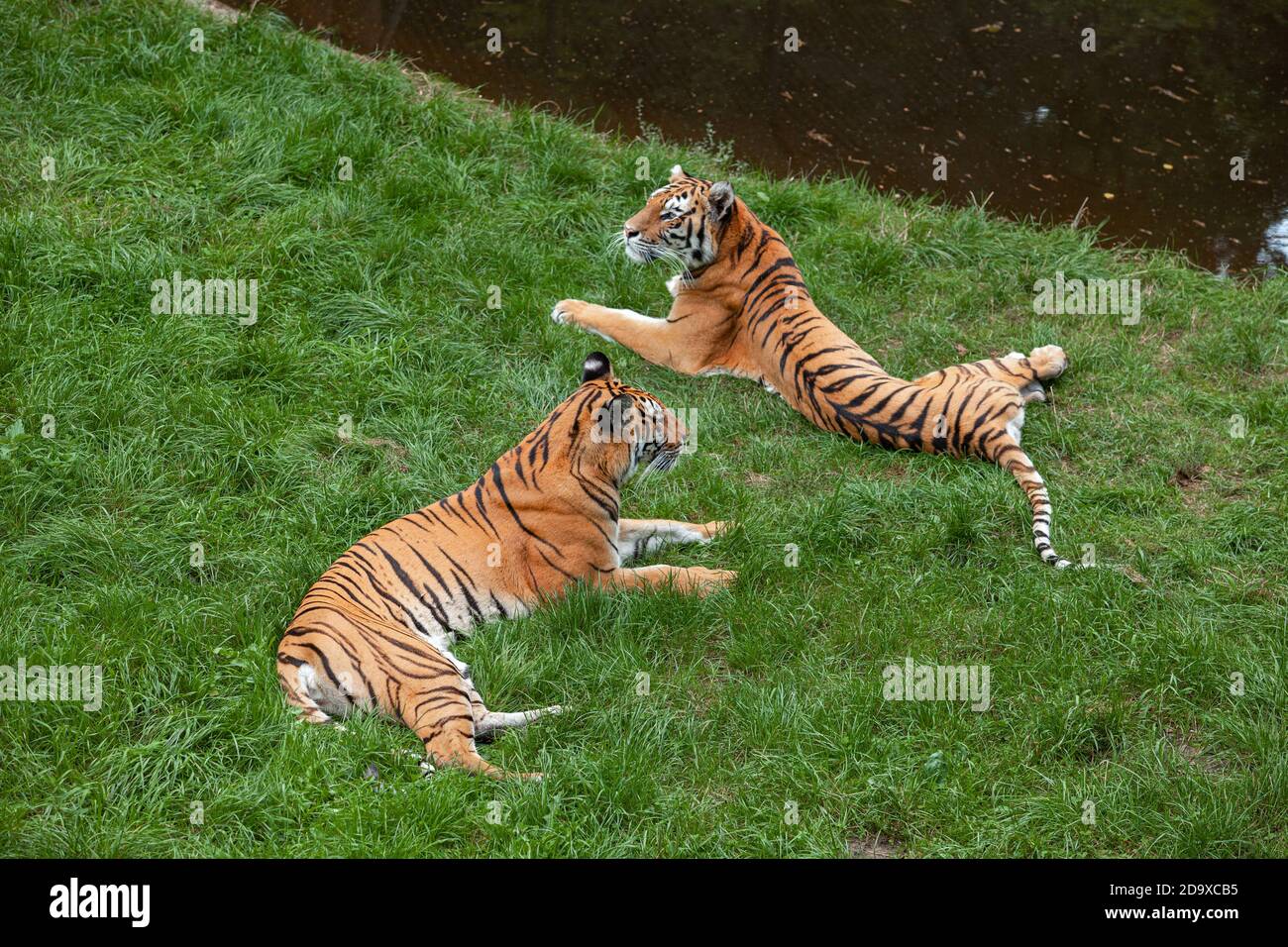 Bengal tiger family hi-res stock photography and images - Alamy