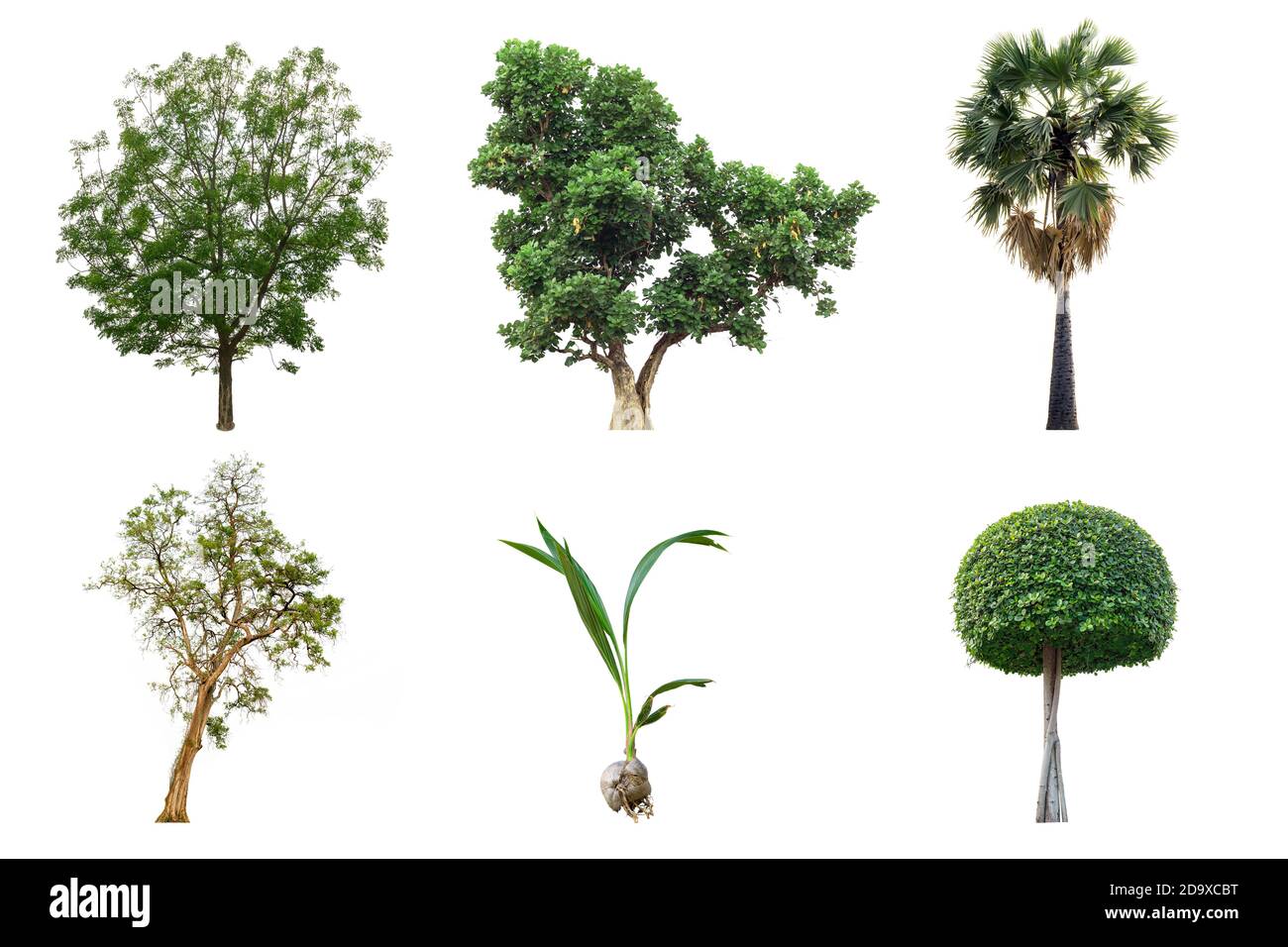 Groups of green leafs trees isolated on white background Stock Photo ...