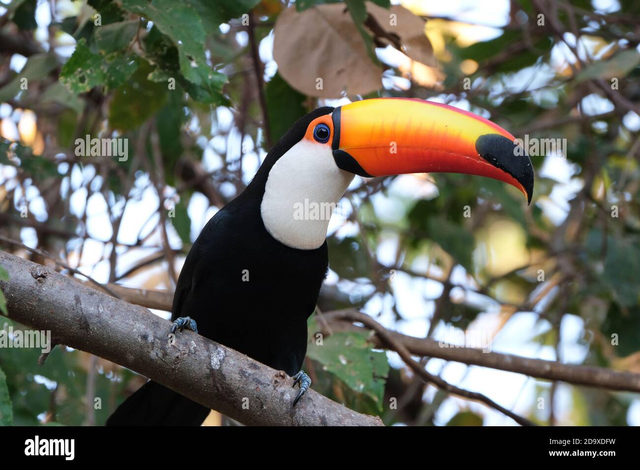 Giant toucan hi-res stock photography and images - Alamy
