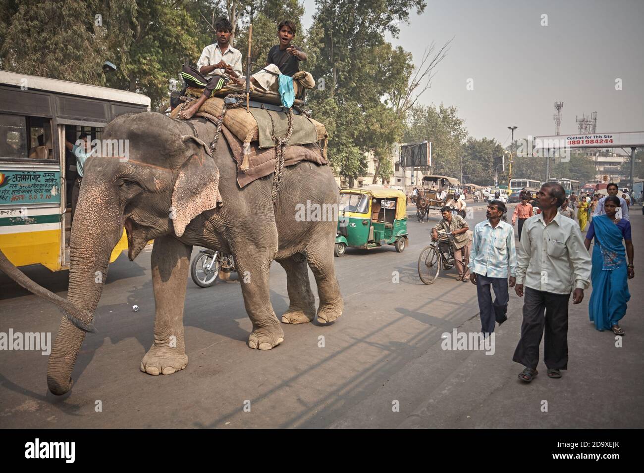 Delhi, India, November 2008. Elephants circulating through the streets ...