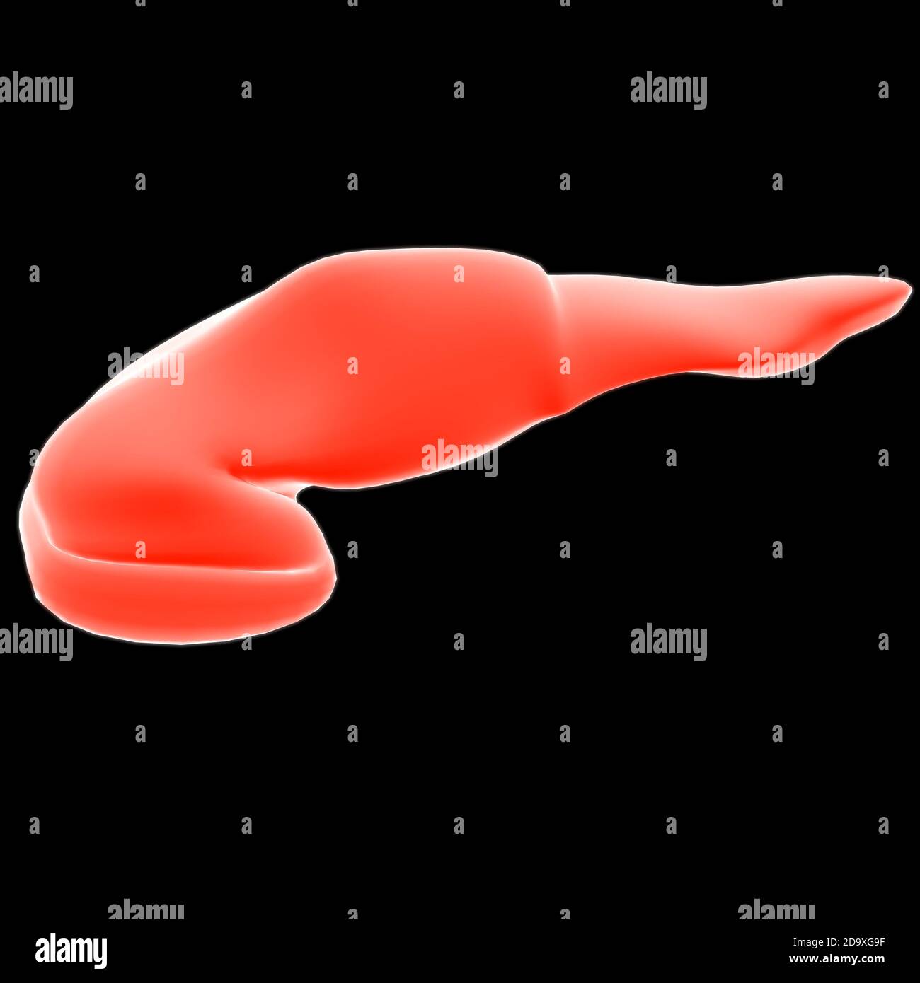 pancreas Human Digestive System Anatomy For Medical Concept 3D ...