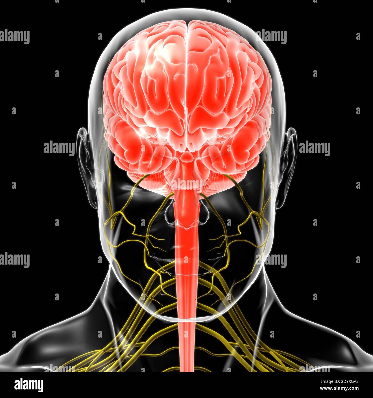 Human Brain Anatomy For Medical Concept 3D Illustration Stock Photo - Alamy