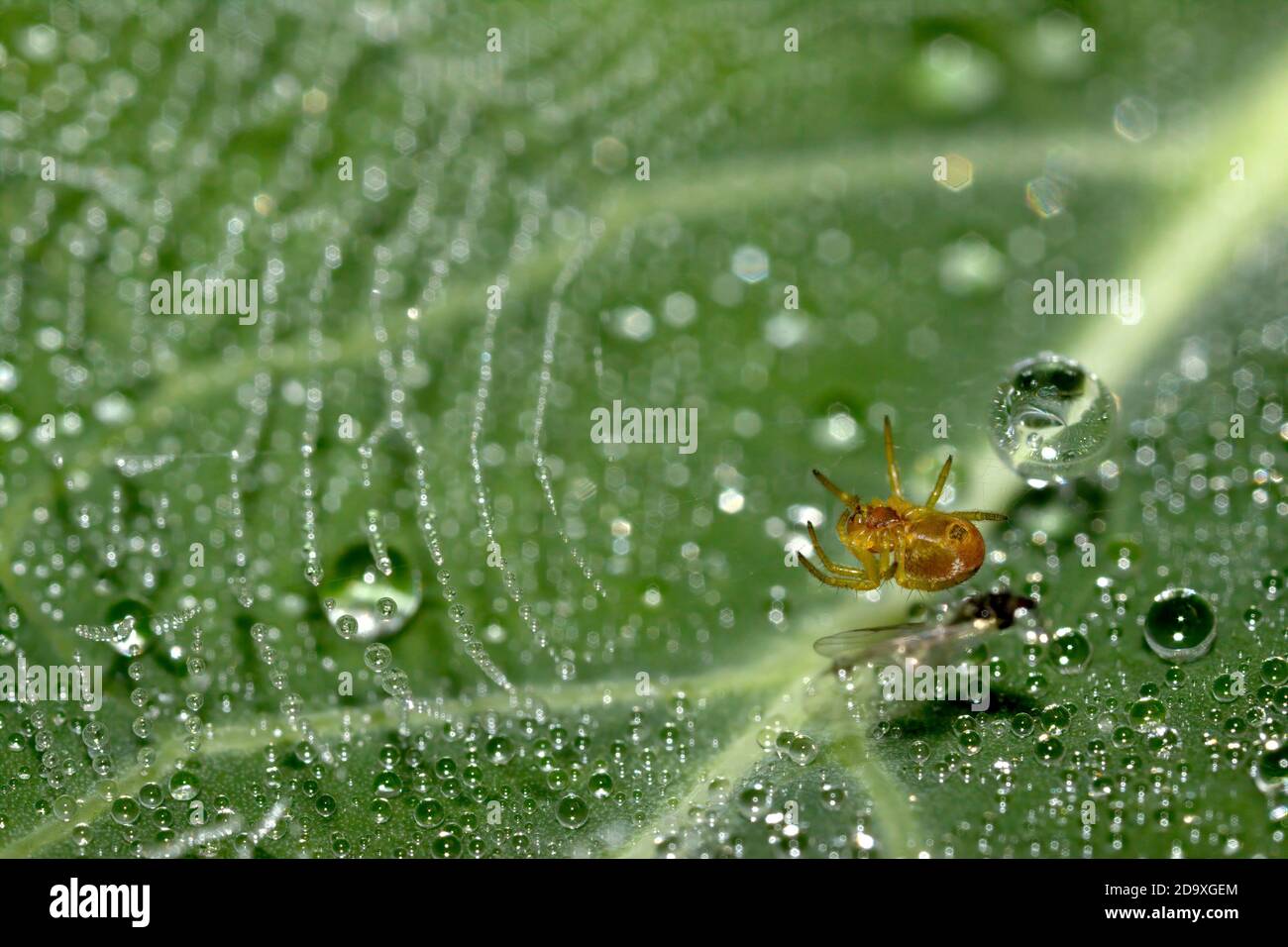 a small spider dangles from its web on a cabbage leaf in the morning ...