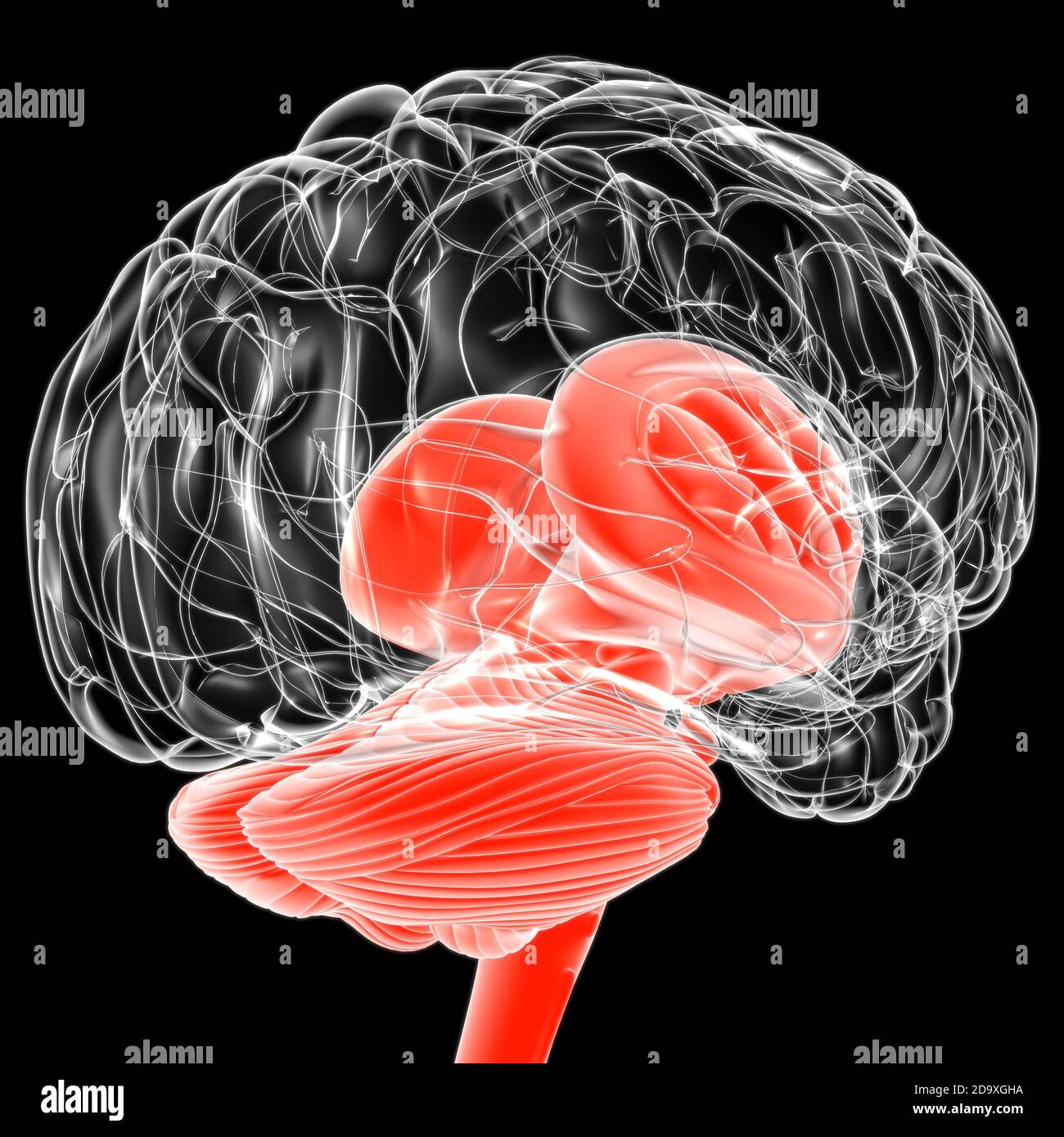 Human Brain inner parts Anatomy For Medical Concept 3D Illustration ...