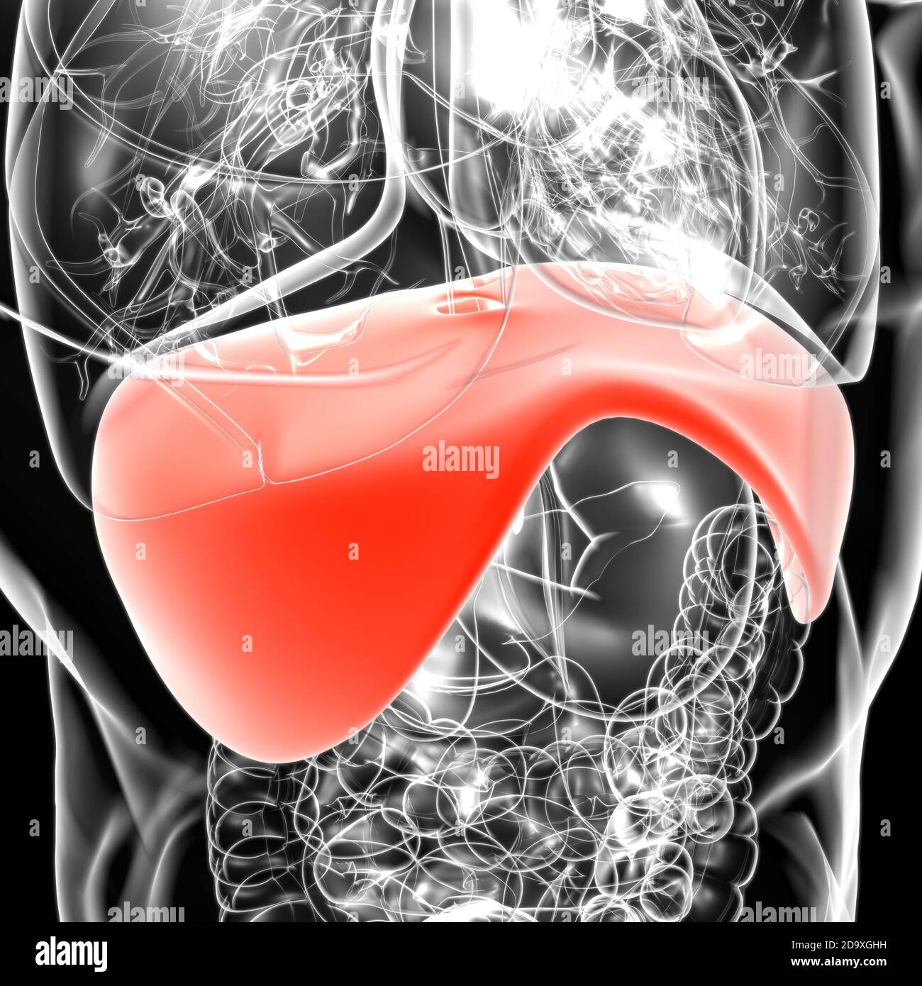 Diaphragm Human Respiratory System Anatomy For Medical Concept 3D ...