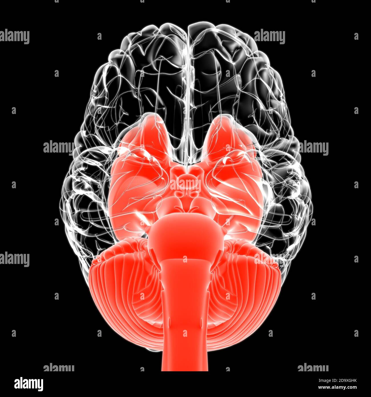 Human Brain inner parts Anatomy For Medical Concept 3D Illustration ...
