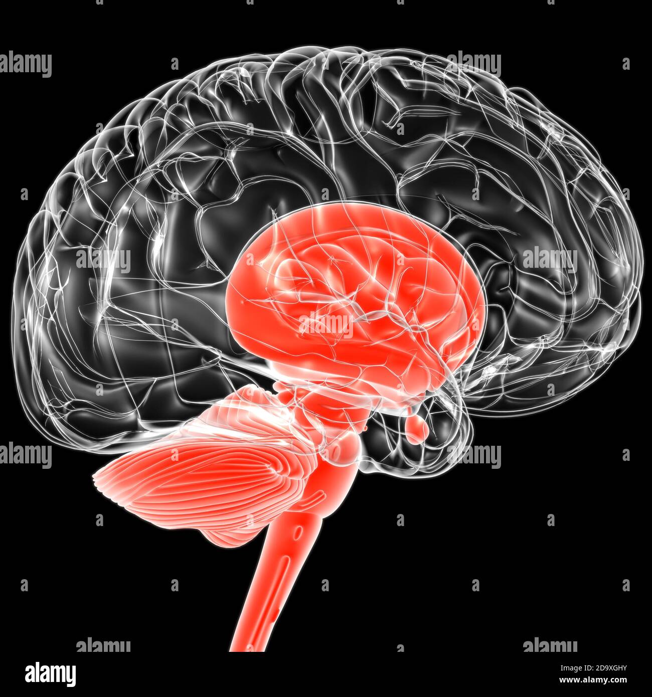 Human Brain inner parts Anatomy For Medical Concept 3D Illustration ...