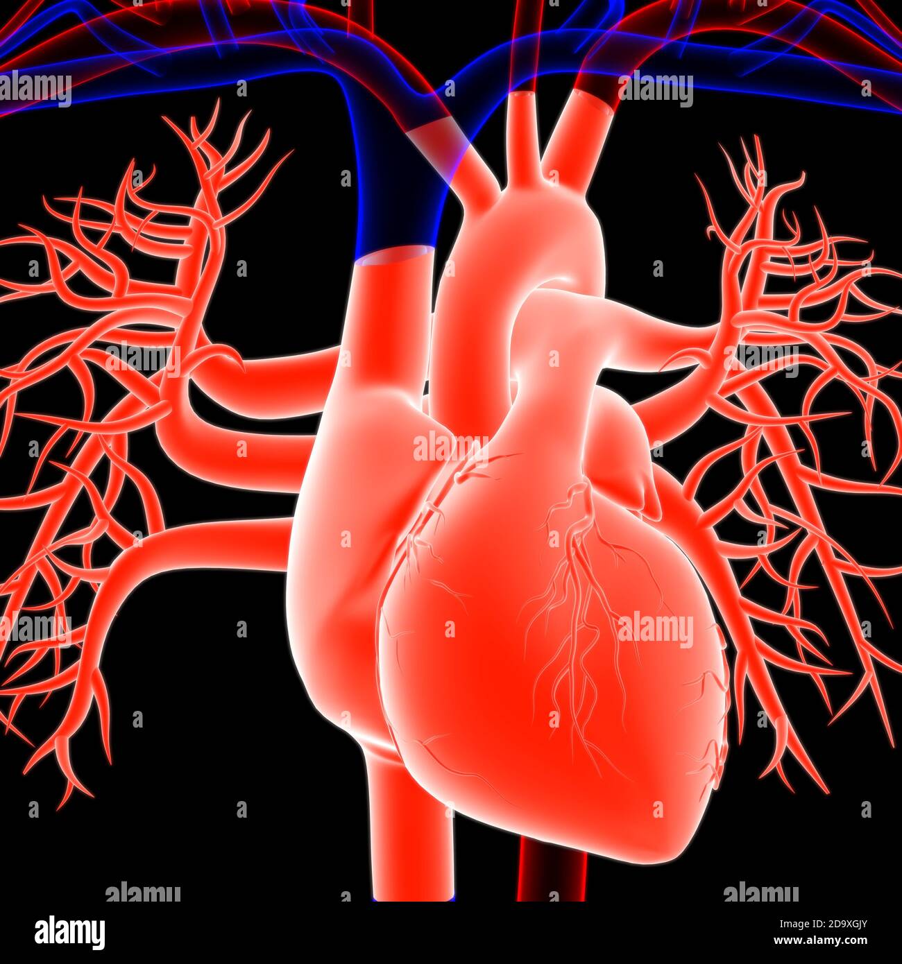 Human Heart Anatomy For Medical Concept 3D Illustration Stock Photo - Alamy