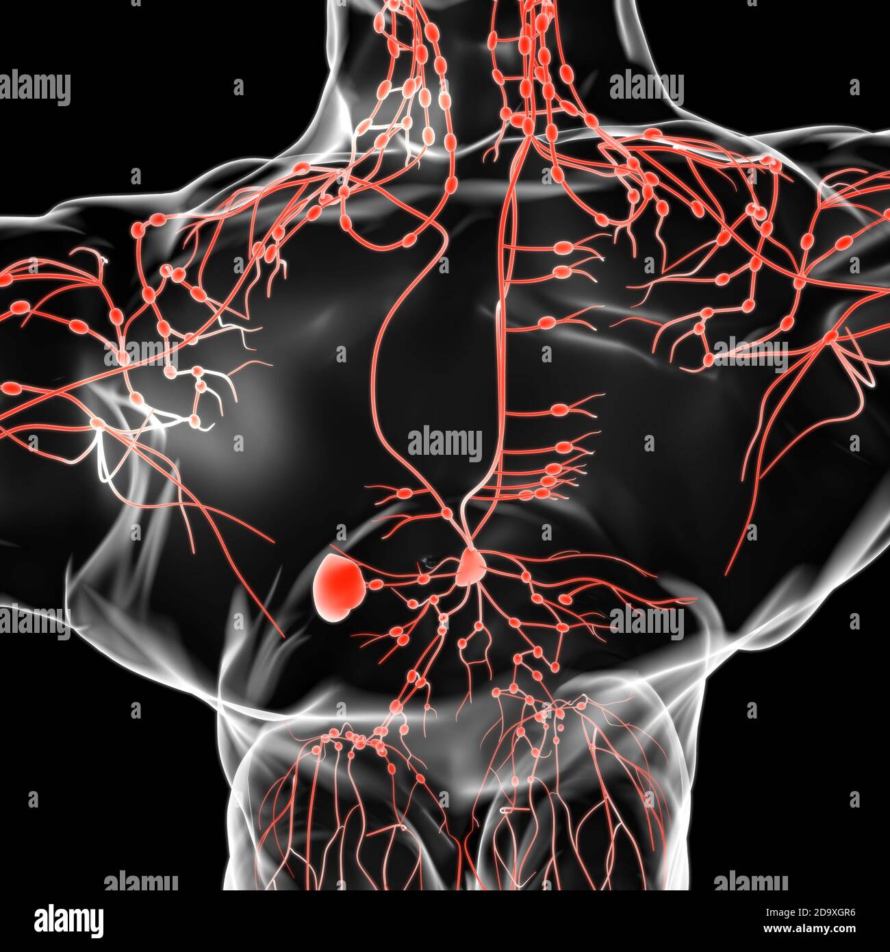 Human Lymph Nodes Anatomy For Medical Concept 3D Illustration Stock ...