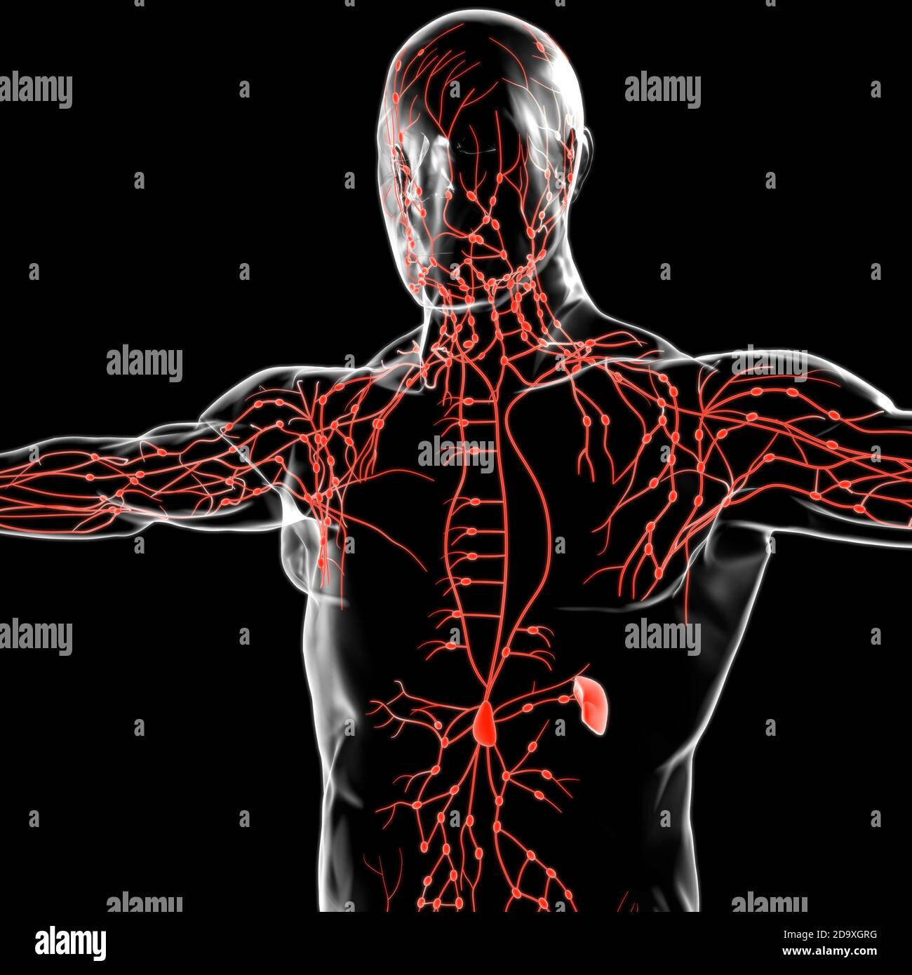 Human Lymph Nodes Anatomy For Medical Concept 3D Illustration Stock ...