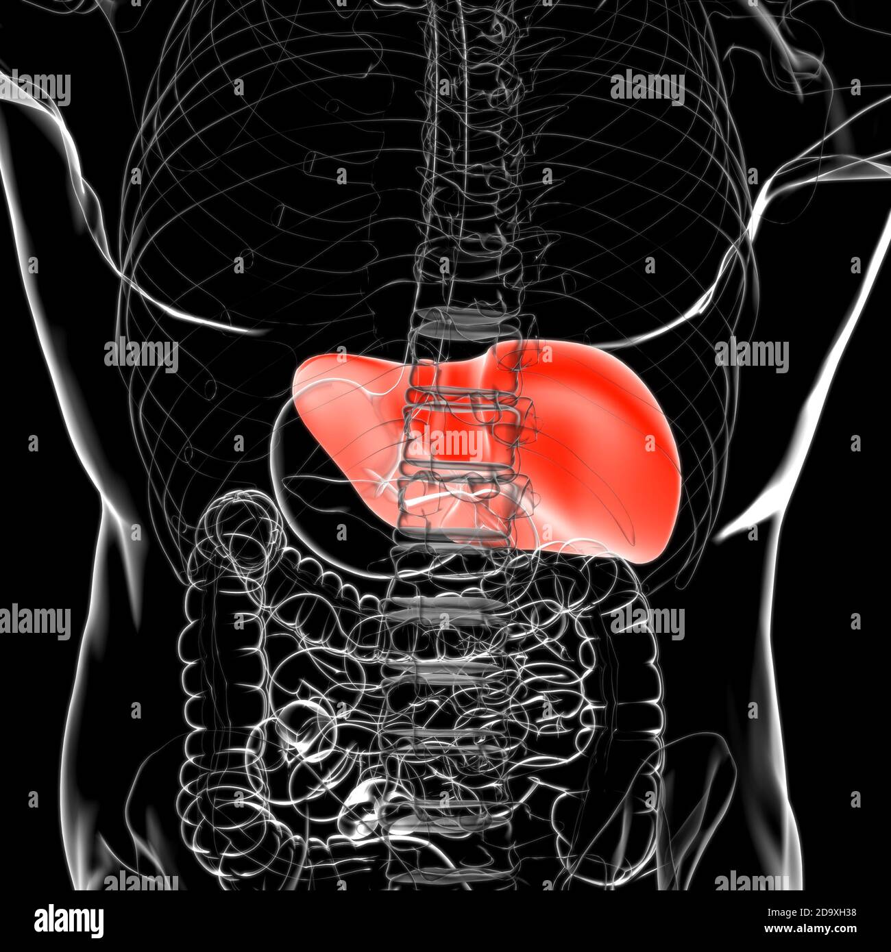 Liver 3D Illustration Human Digestive System Anatomy For Medical ...