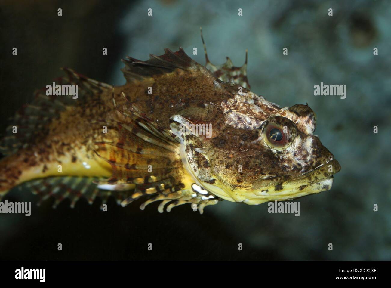 Long spined scorpion fish hi-res stock photography and images - Alamy