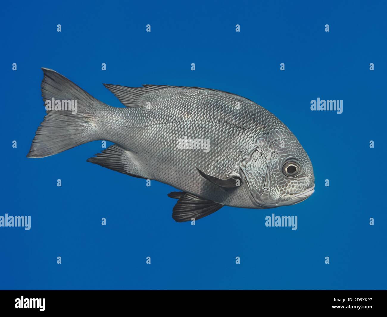 Black snapper fish in water of tropical sea (Macolor niger), Indo ...