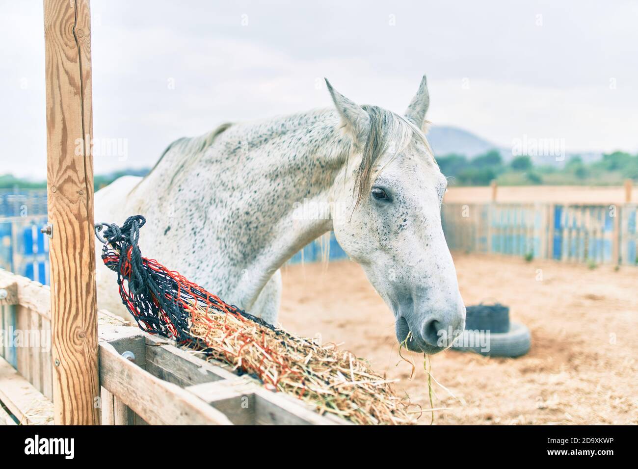 Adorable horse at the farm Stock Photo - Alamy