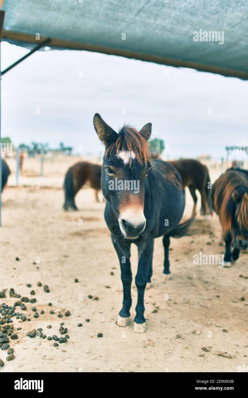 Adorable ponies walking at the farm Stock Photo - Alamy