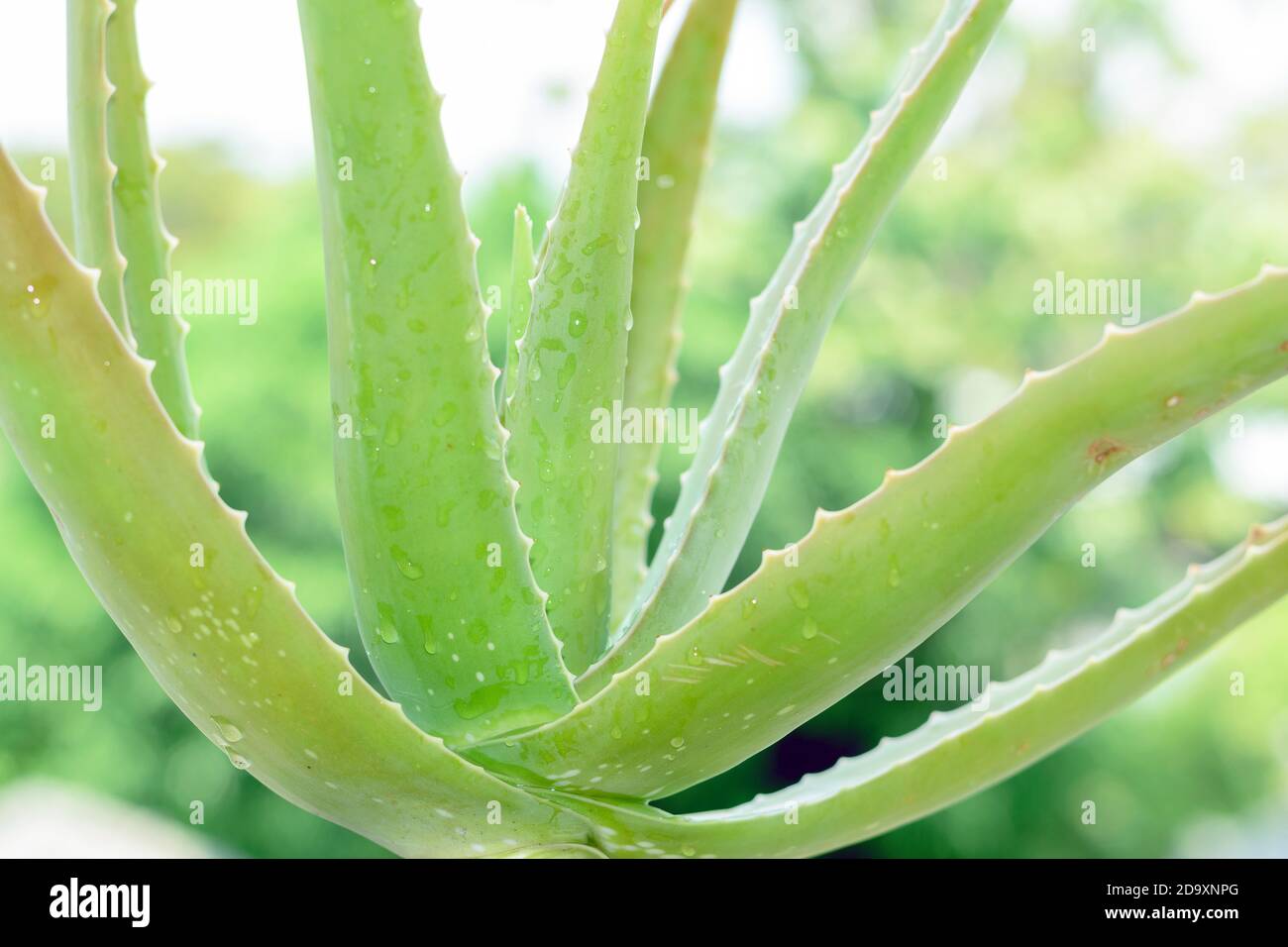 Closeup of the stem of aloe vera,Aloe vera is a plant with many ...