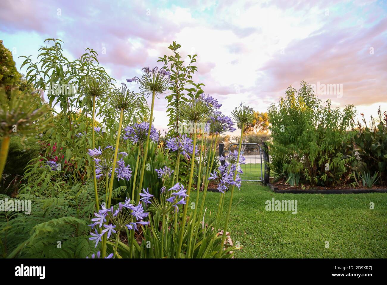 Closeup shot of blue agapanthus flowers in a garden Stock Photo - Alamy