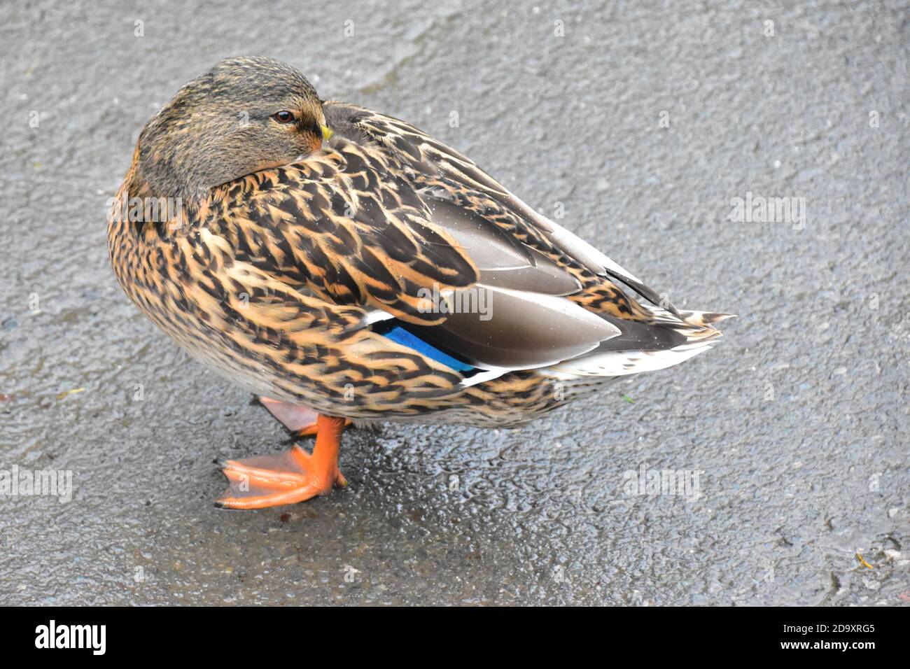 Mallard watchful hi-res stock photography and images - Alamy
