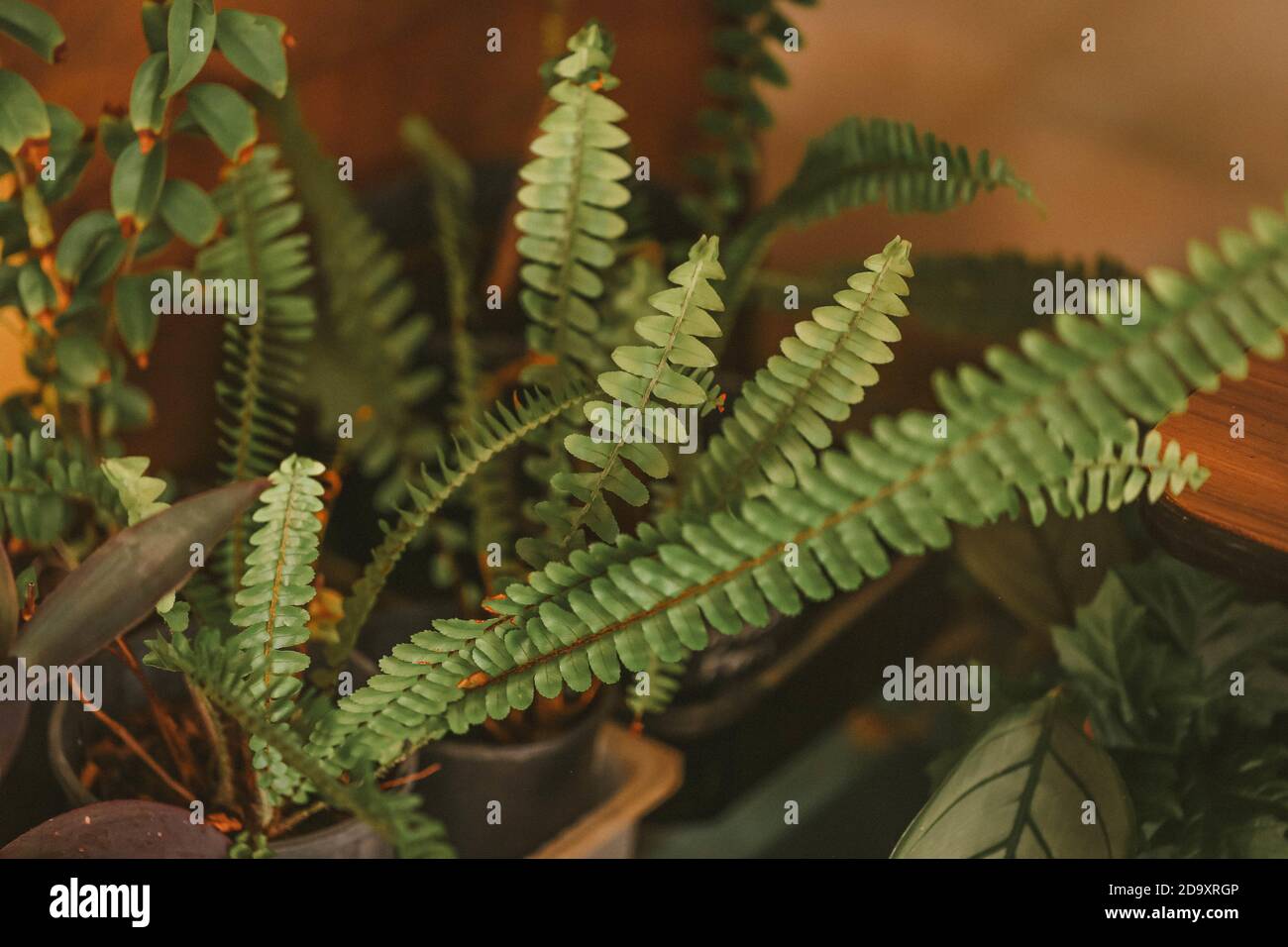 Fishbone plant hi-res stock photography and images - Alamy