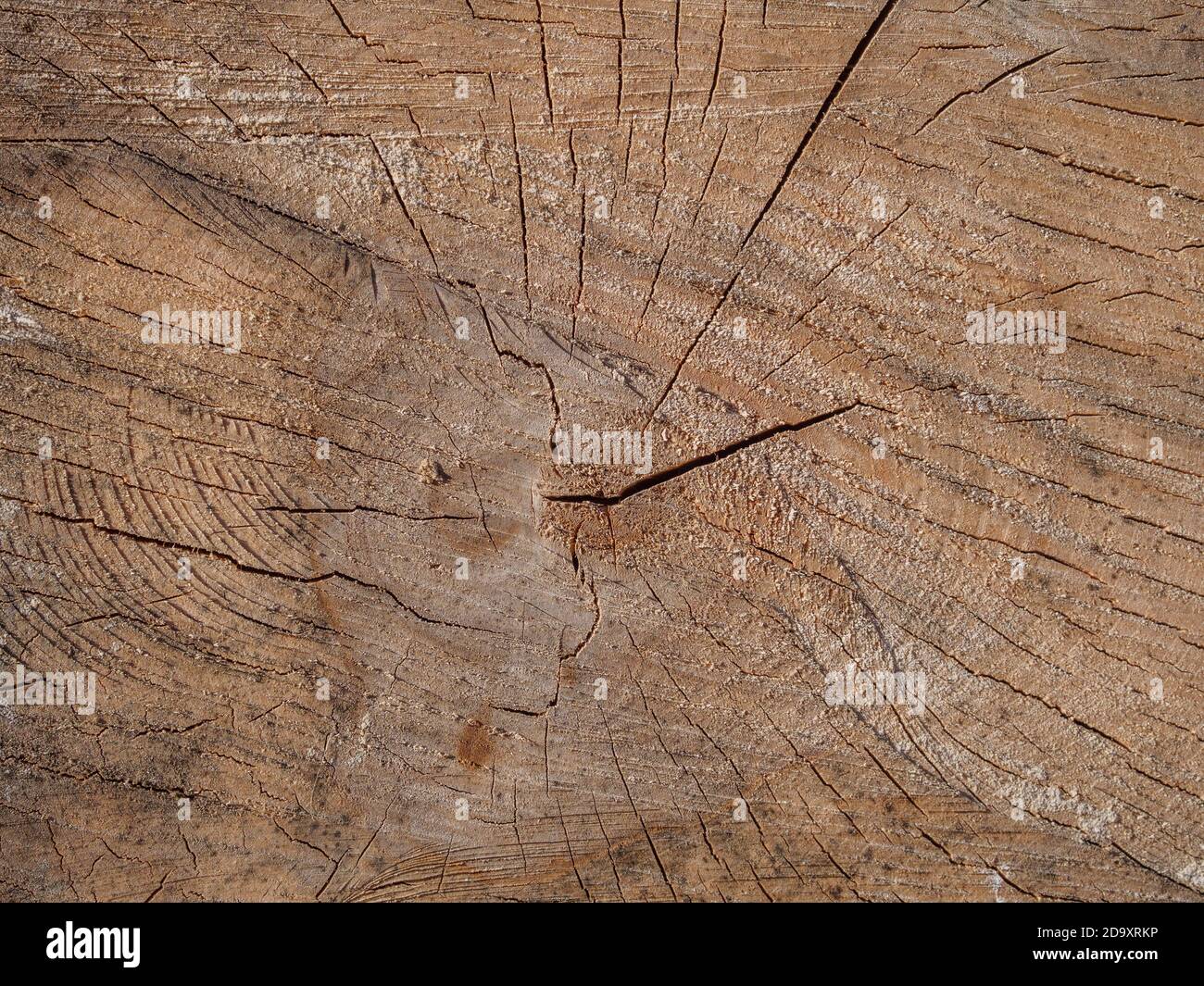 Wood trunk sawed cut concentric texture, wooden background Stock Photo ...